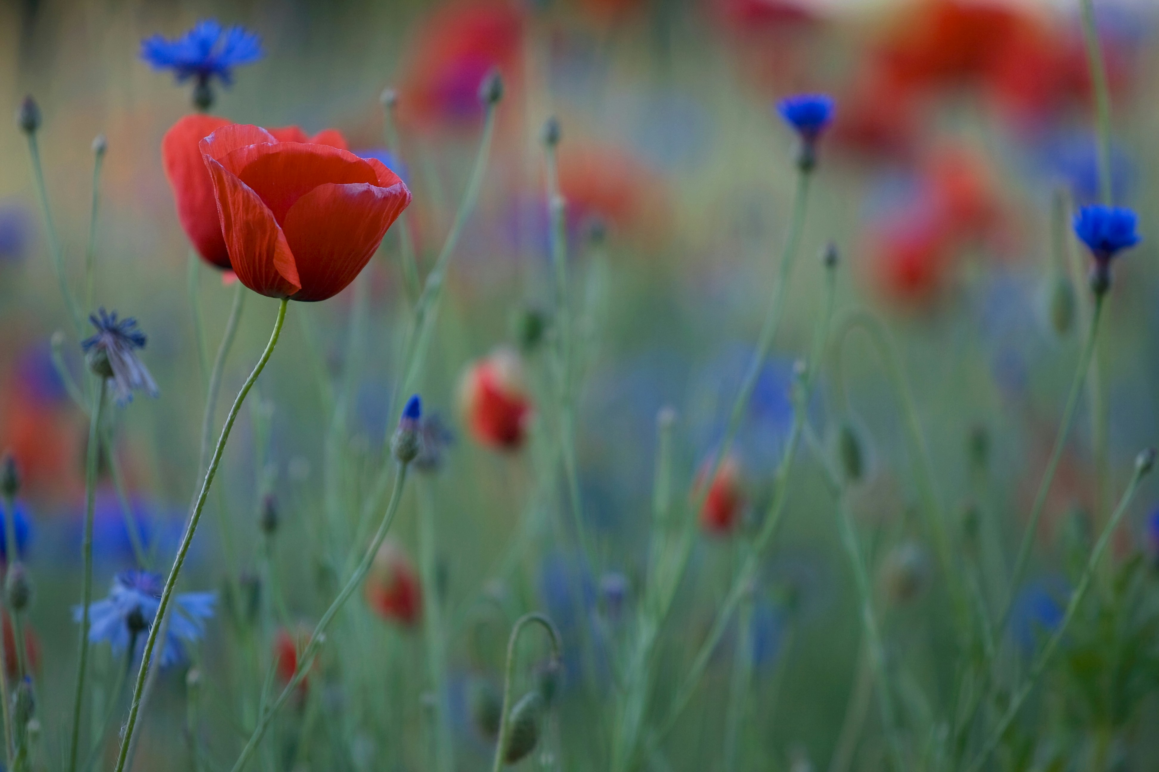 A lone red poppy anchors a meadow of blue and red blooms