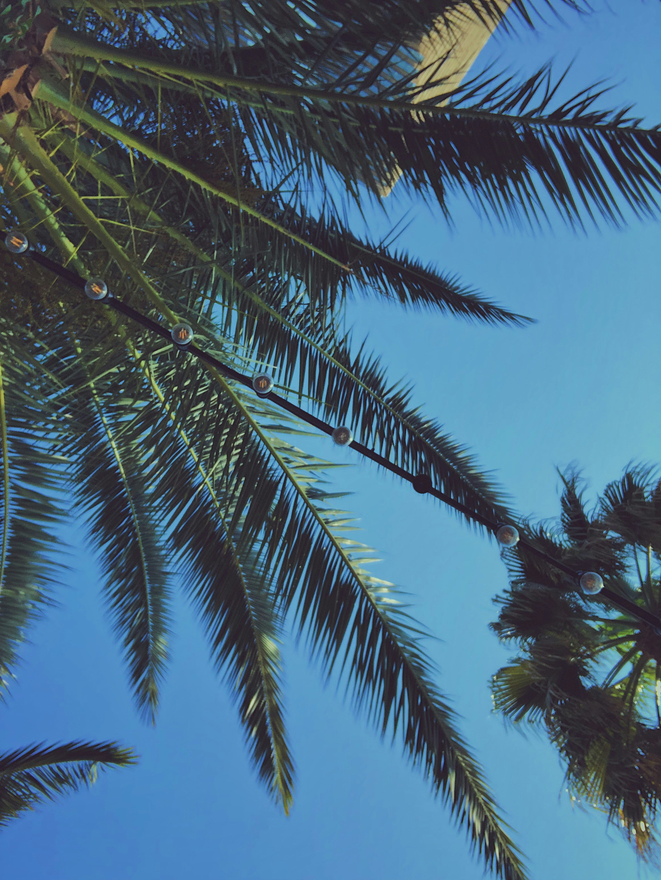 Bright tropical palm fronds reach across a vivid blue sky, with a string of small decorative lights adding a subtle diagonal rhythm.