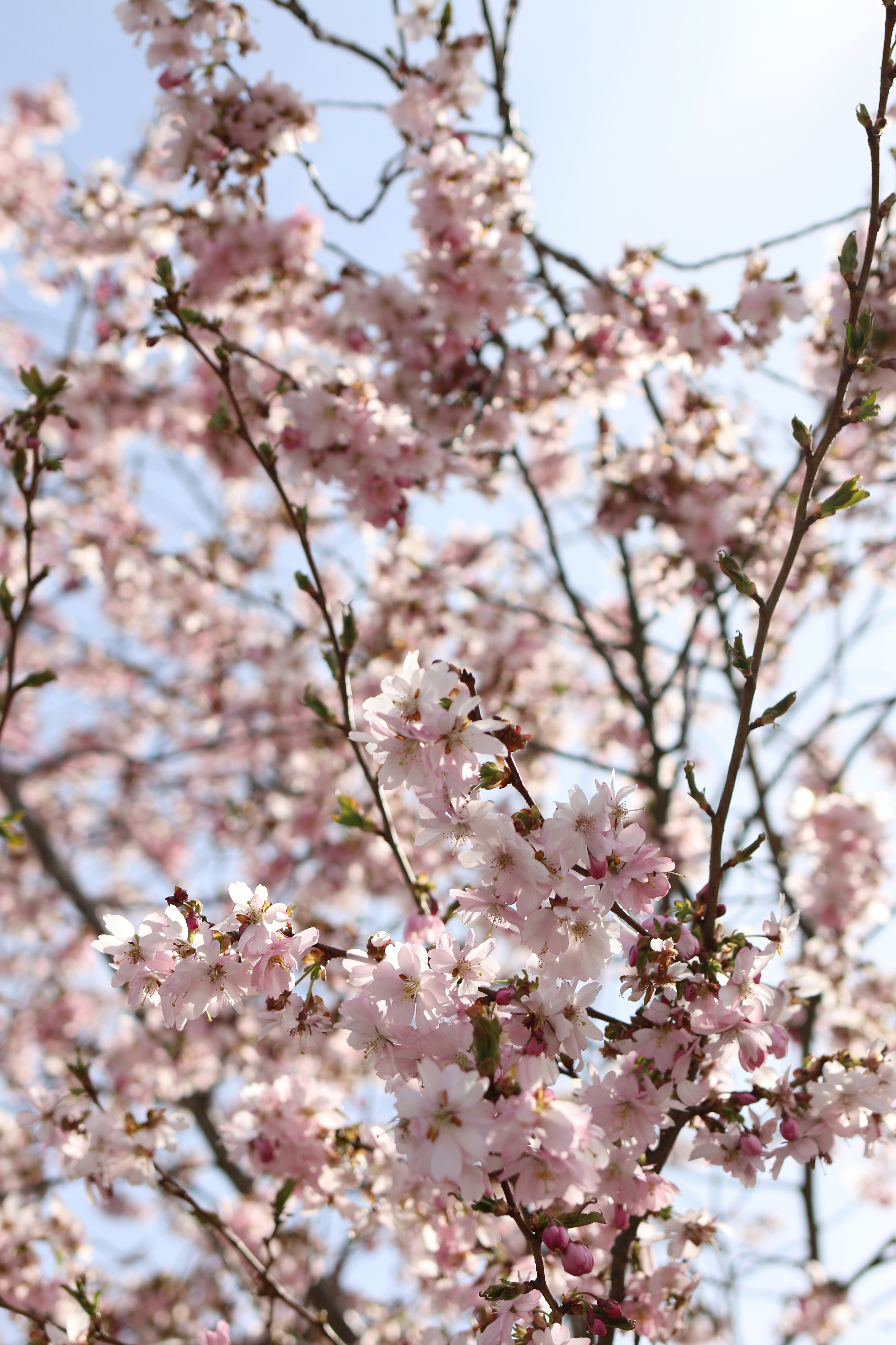 Soft pink cherry blossoms frame a bright sky, creating a dreamy spring scene with delicate petals and slender branches.
