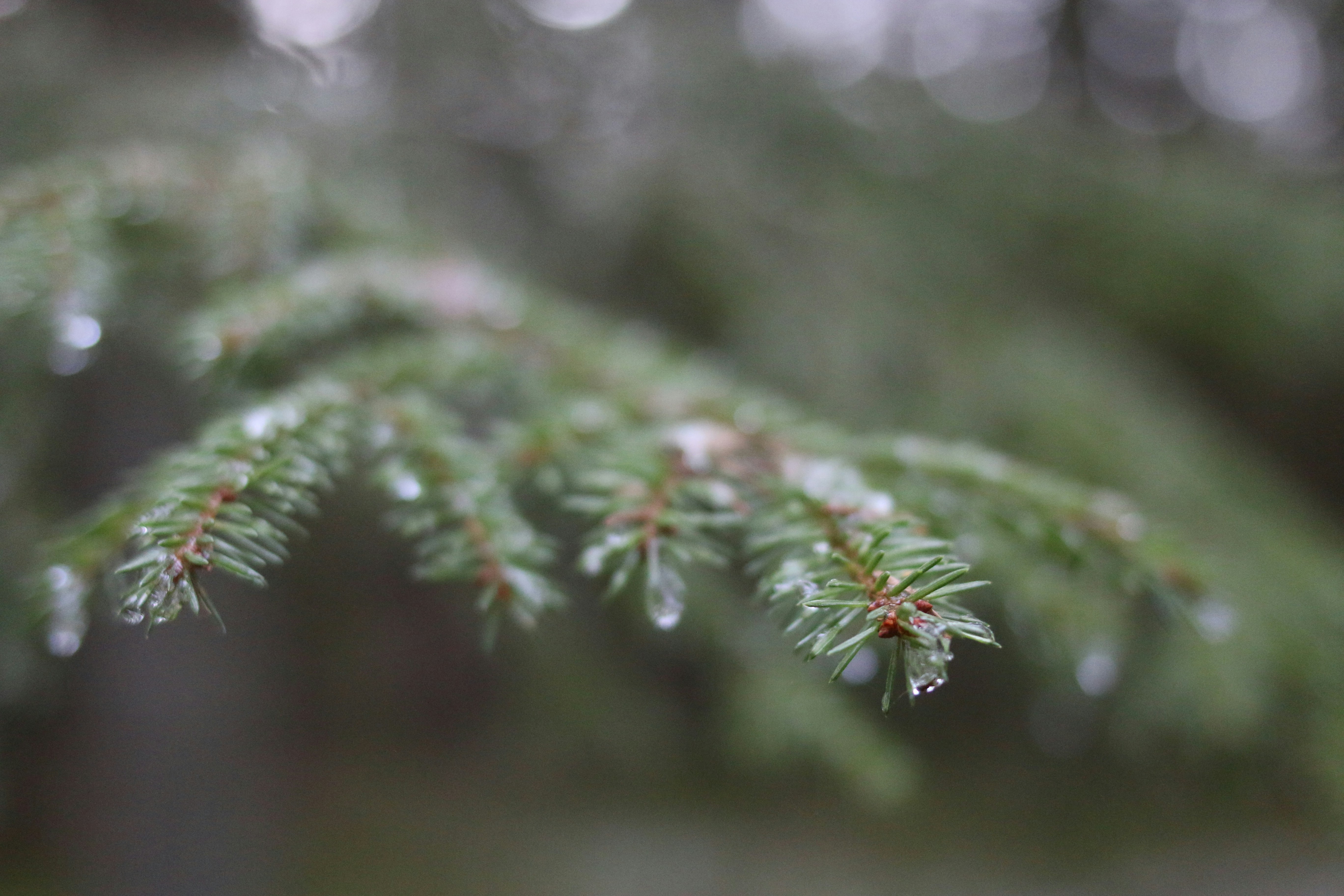 Droplets on a Pine Necklace