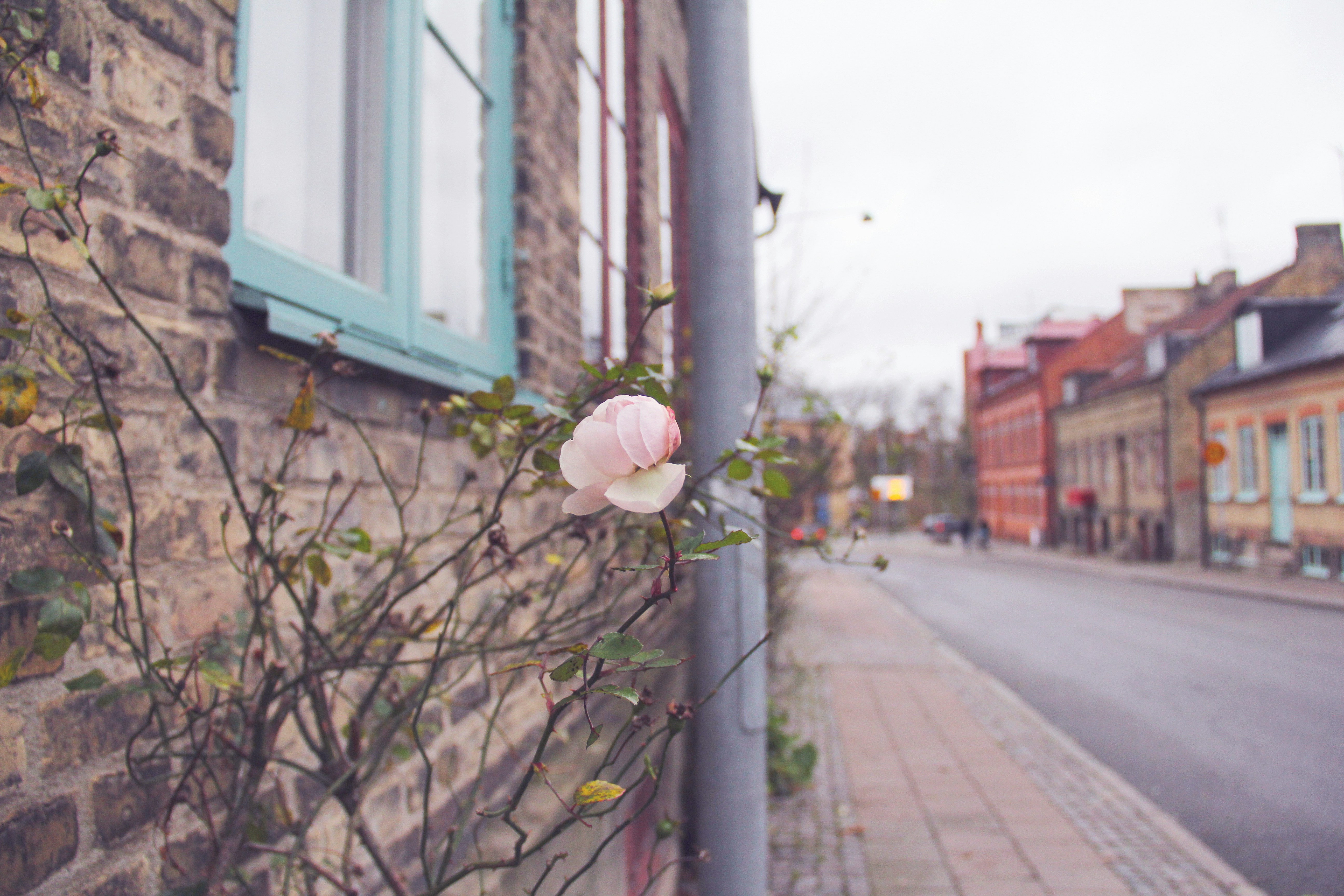 Soft-focus street scene with a pink rose growing by a brick wall and window, a lone lamppost framing a quiet avenue; a calm, candid urban moment with muted colors.