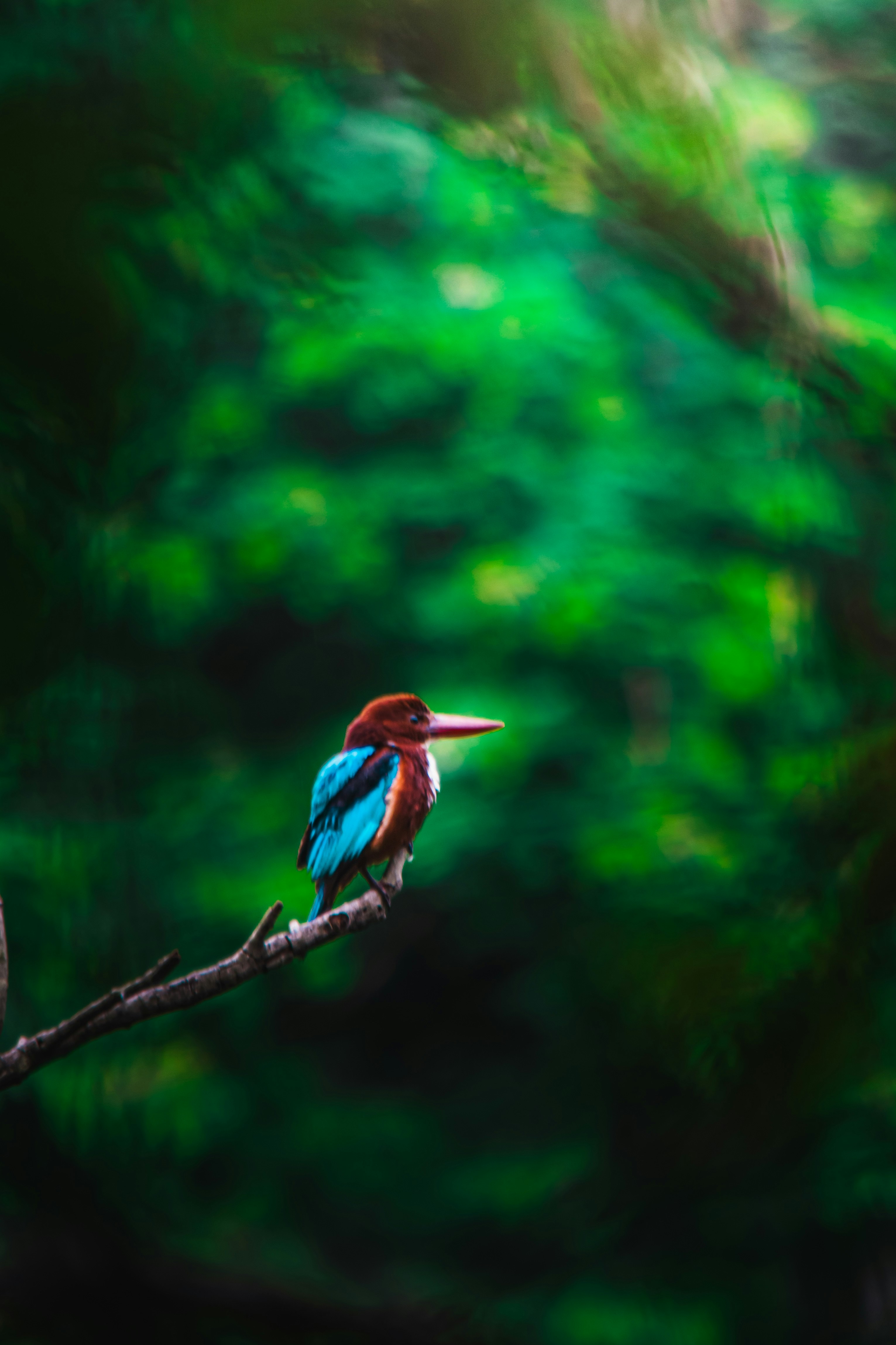 Azure Kingfisher on a Quiet Branch in a Verdant Blur