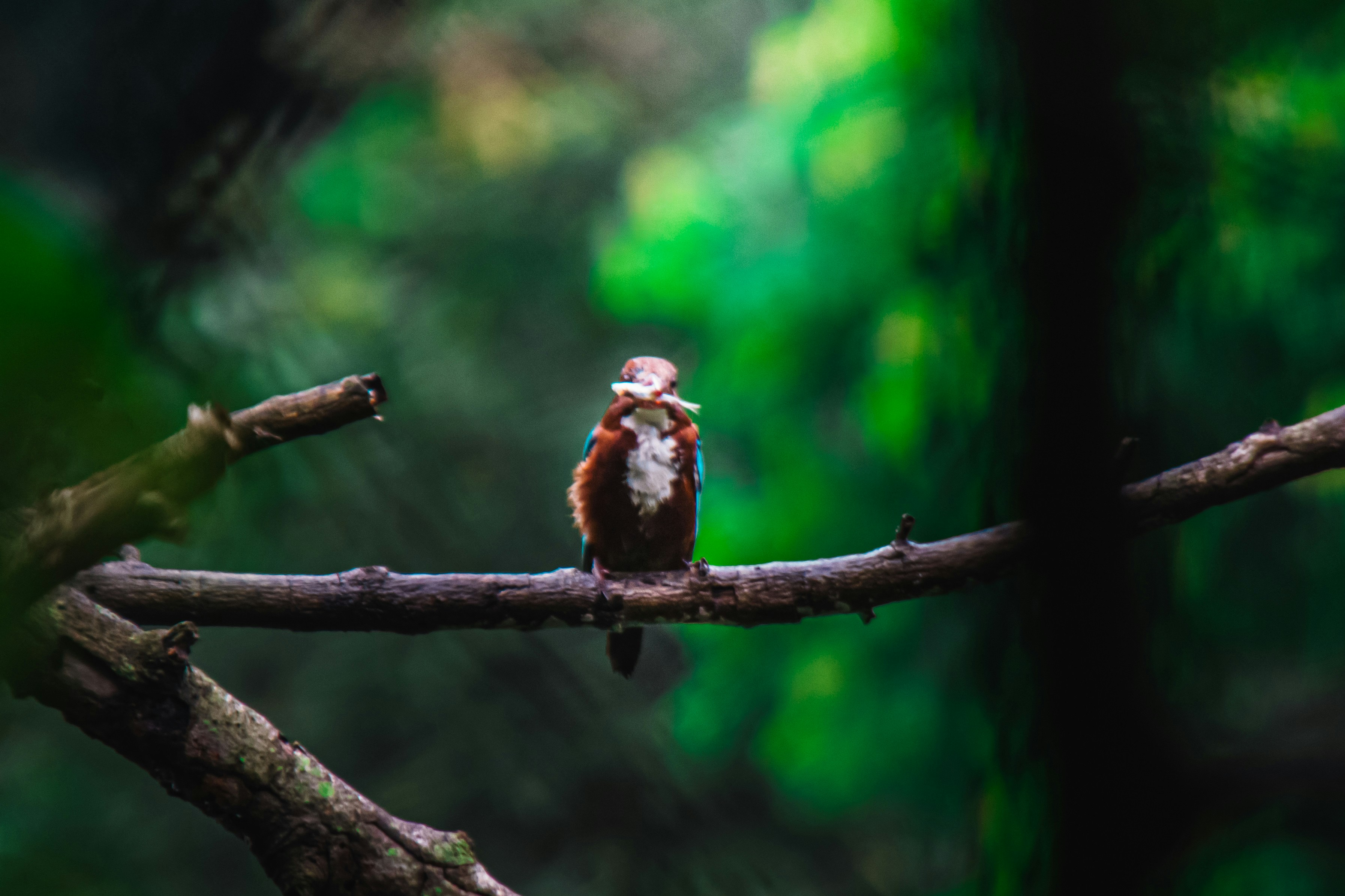Tiny King on a Log: A Kingfisher in a Quiet Green Glade