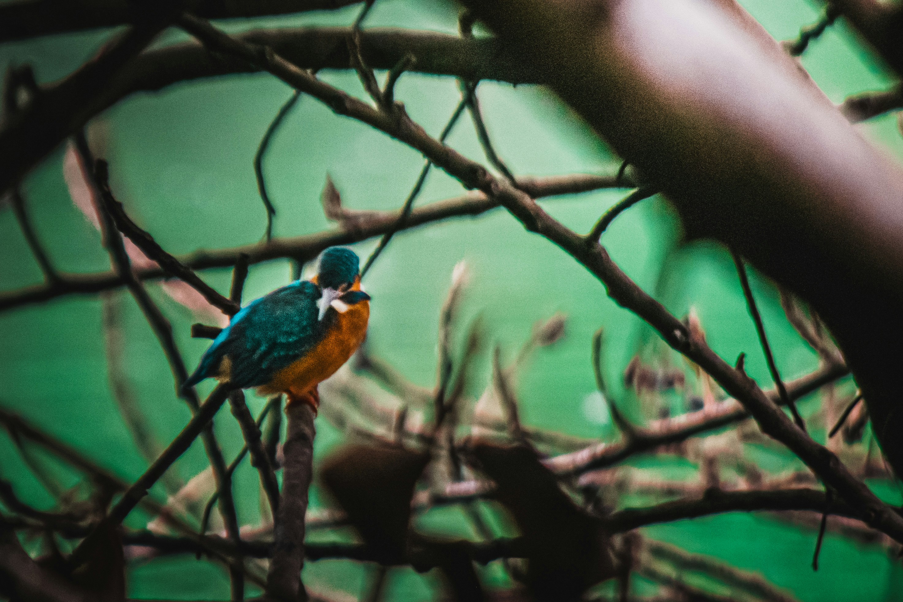Kingfisher Amid a Web of Branches