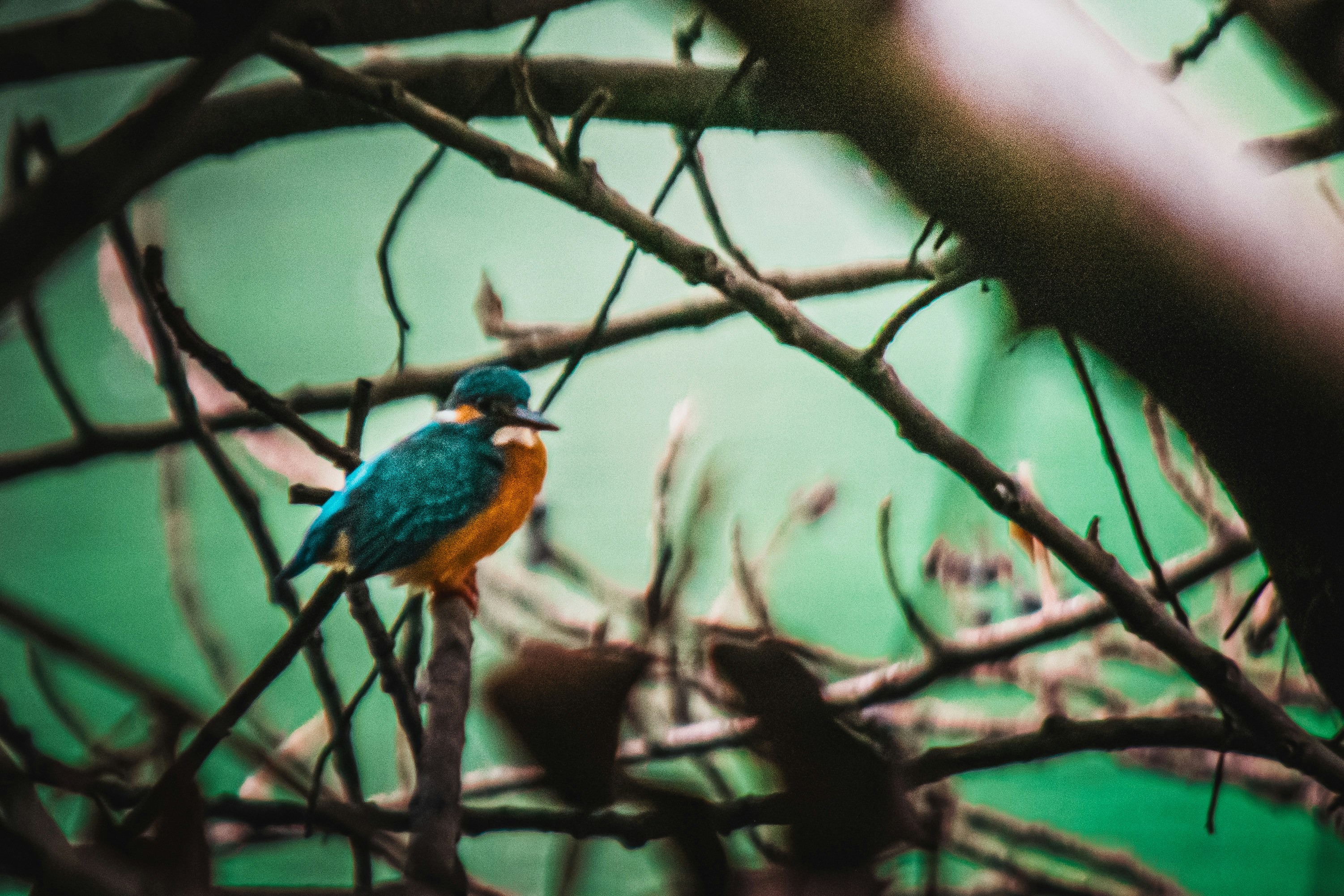 Azure Kingfisher on a Twig: A Moment of Color in the Branches