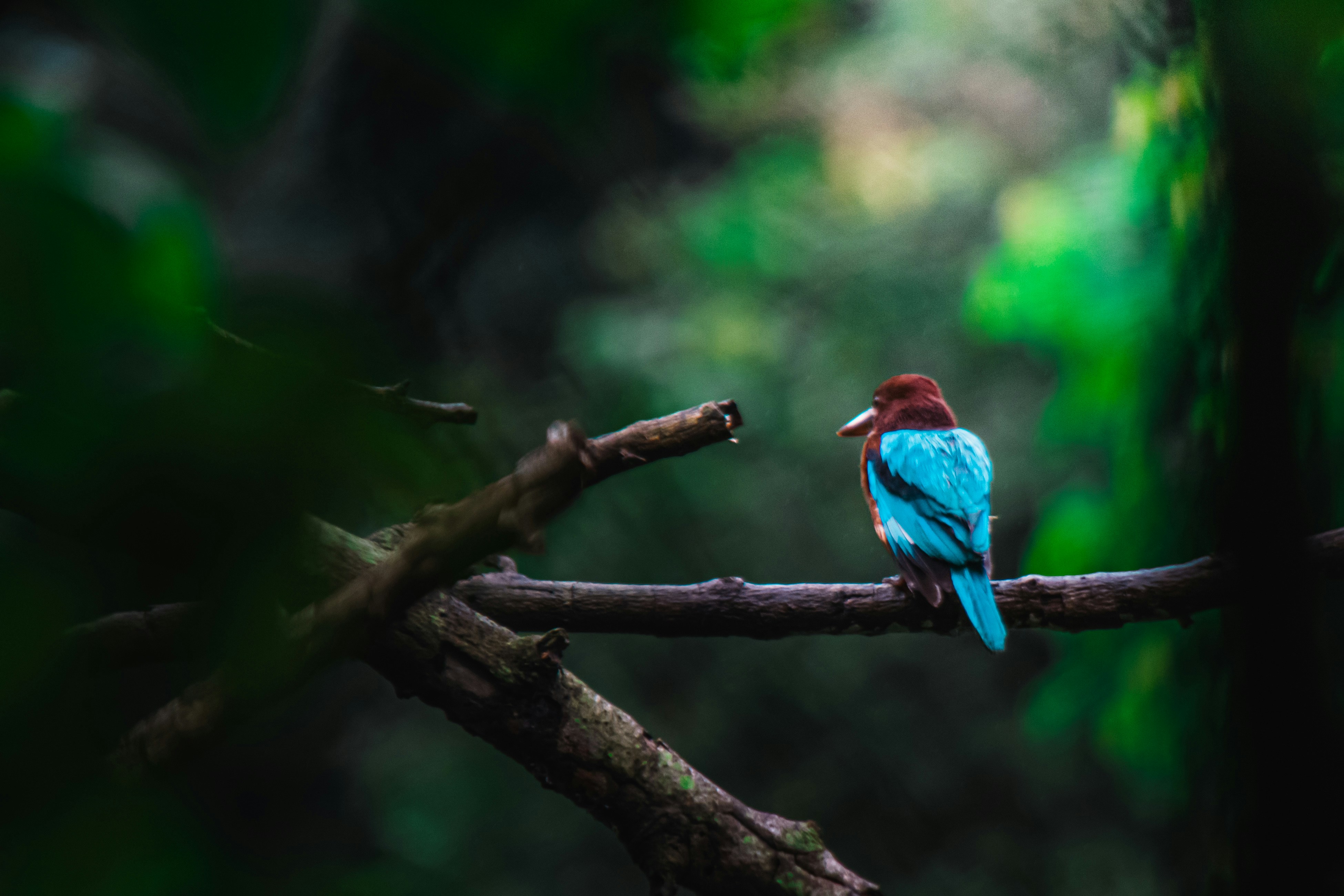 Azure Kingfisher in a Quiet Green Glade