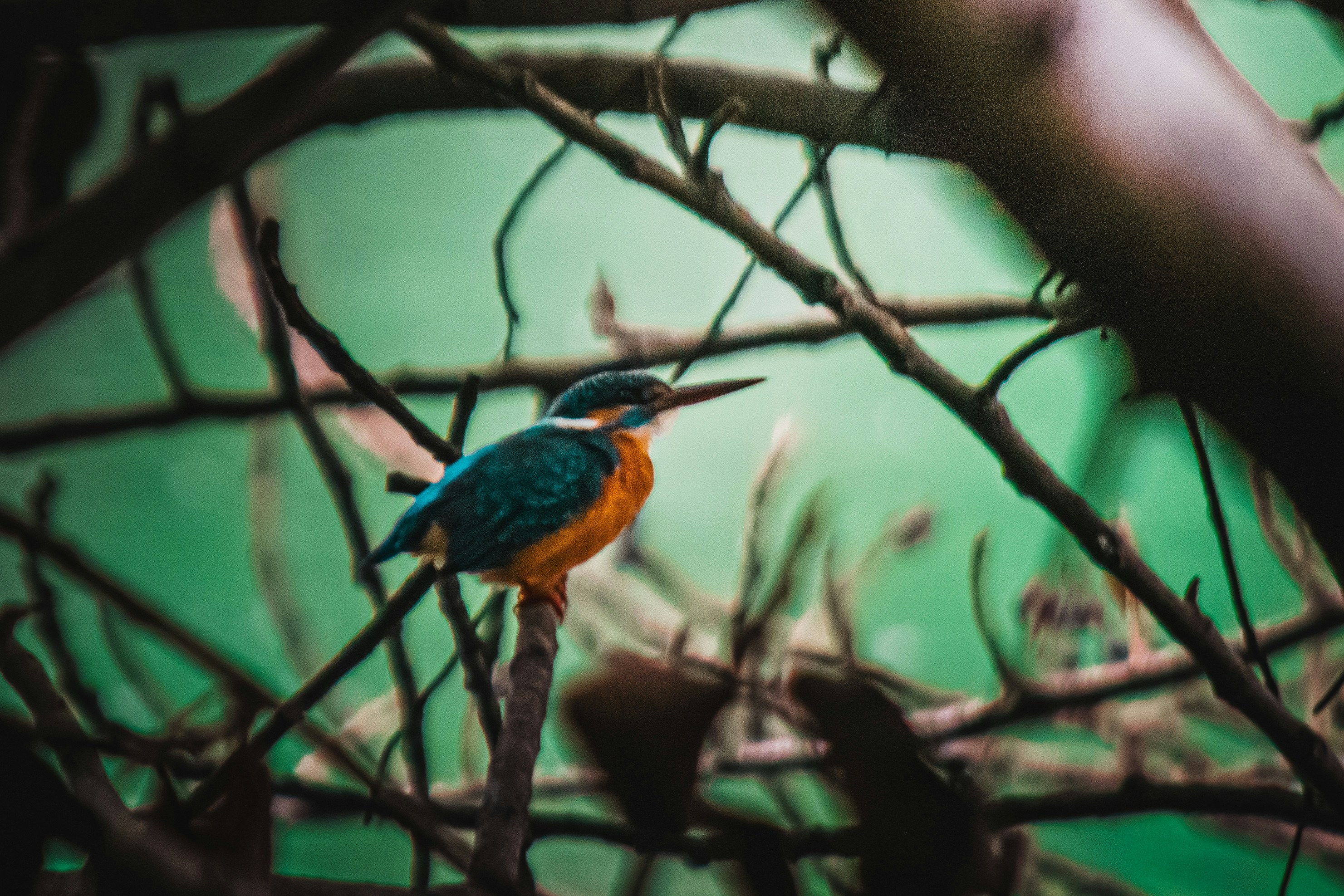 Colorful Kingfisher Amid Tangled Branches