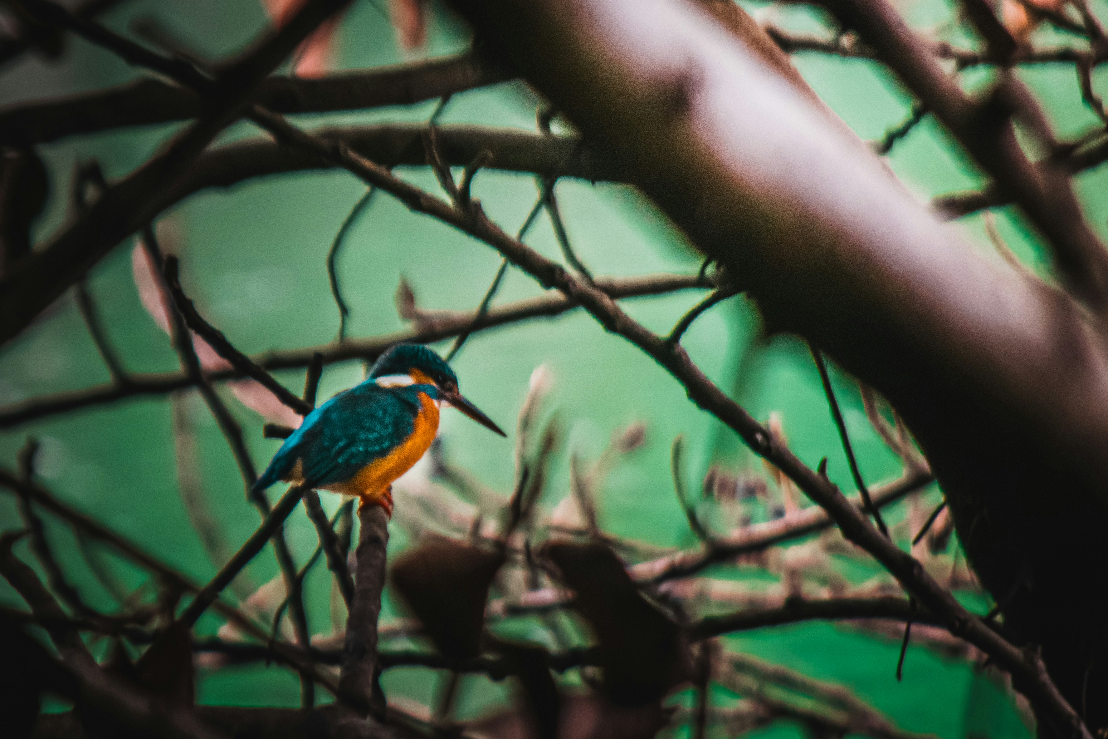 Azure-Orange Kingfisher Amid Branches in Green Backdrop