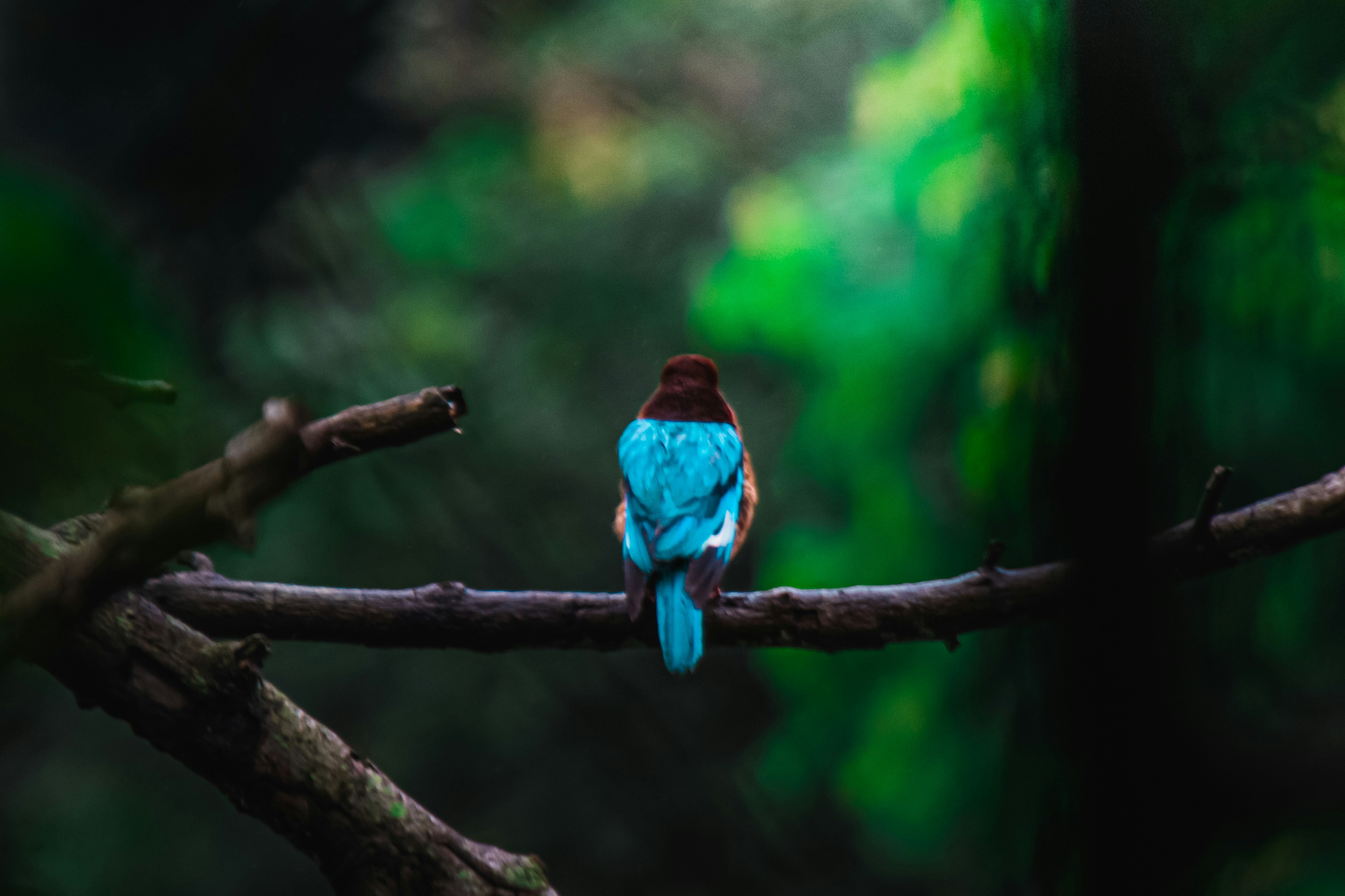 Azure Kingfisher on a Mossy Branch