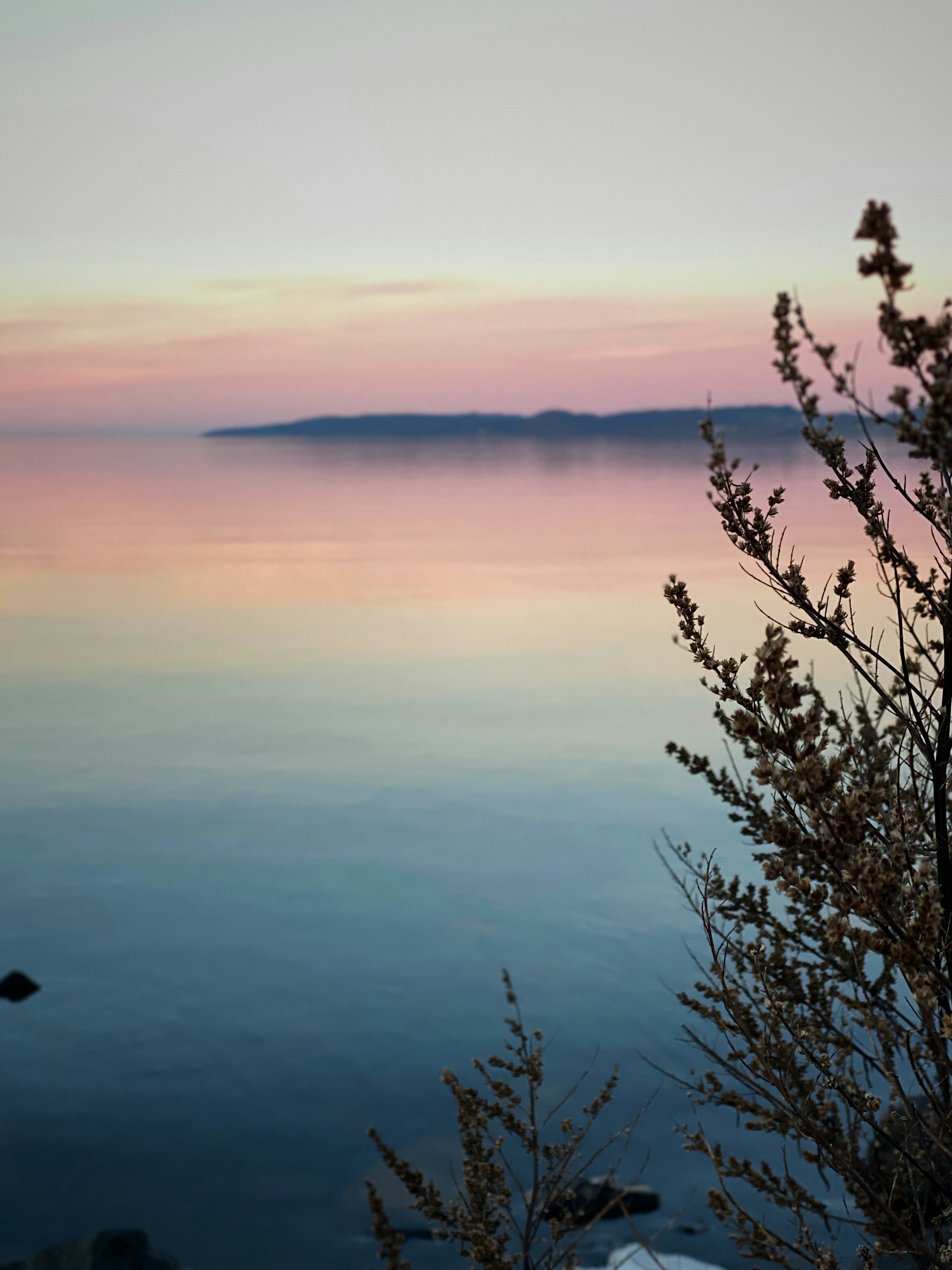 Dawn on the Quiet Waterfront with Silhouetted Shrubs