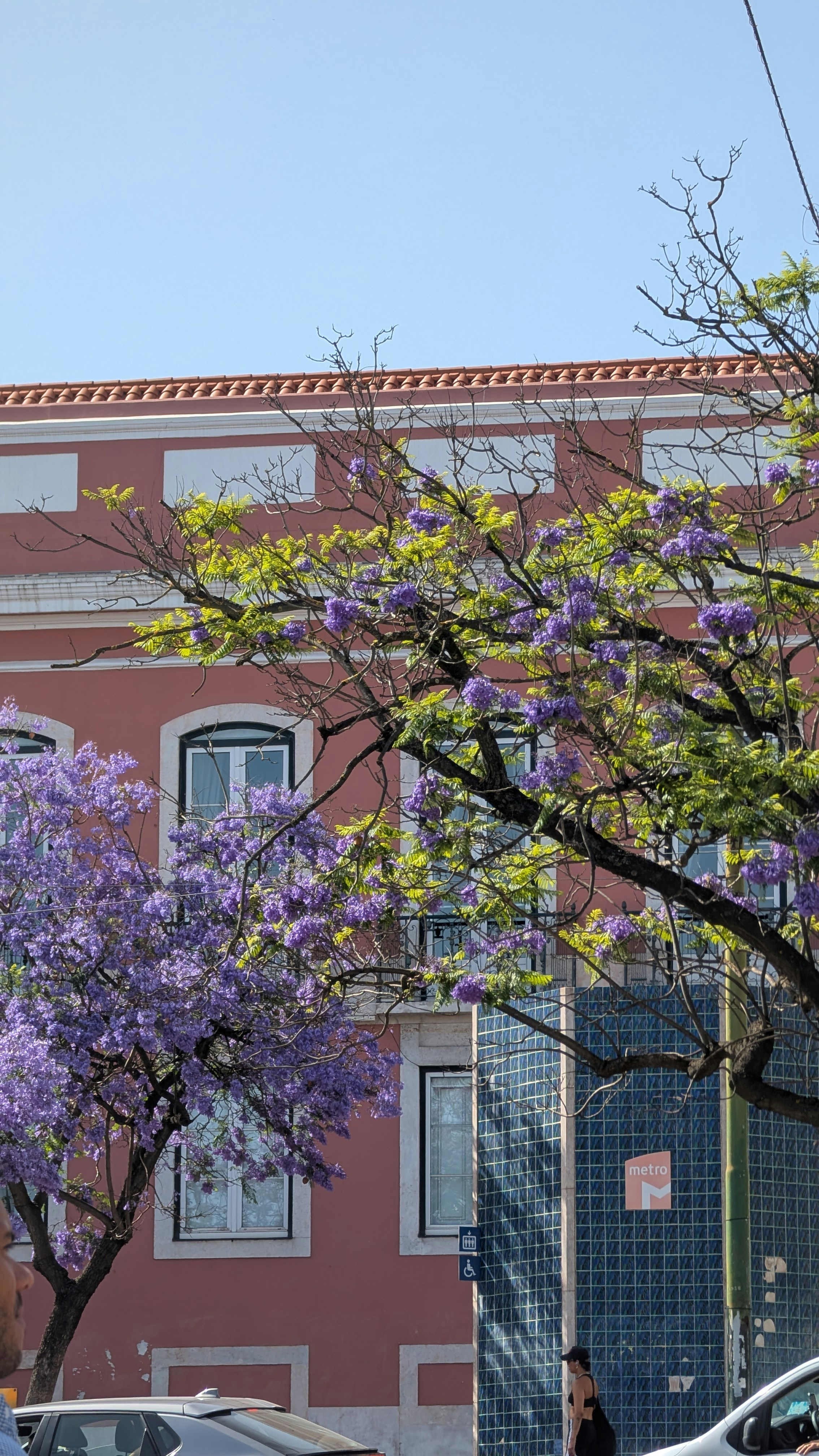 Purple Bloom over a Coral Facade