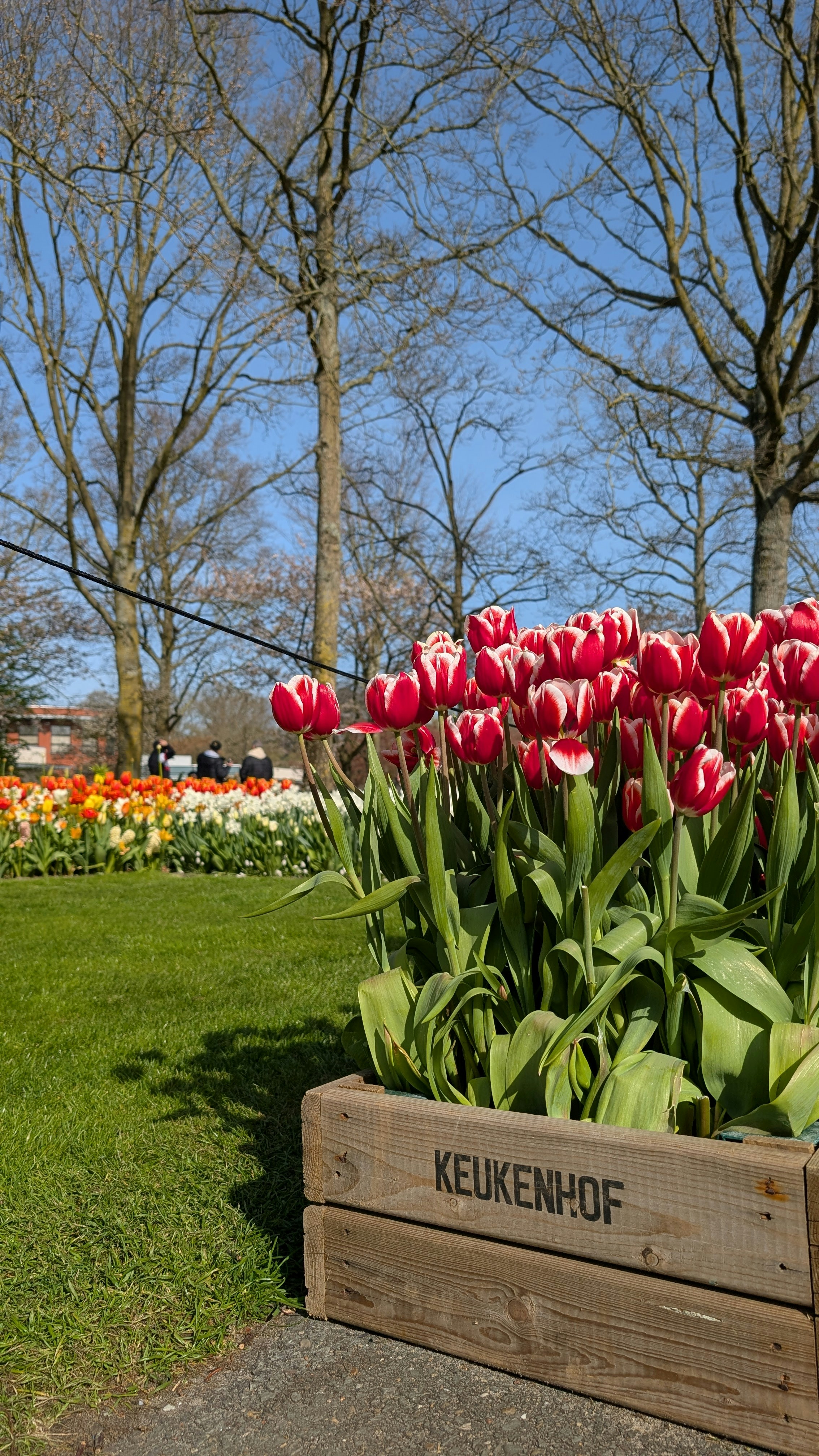 Red Tulips in a Wooden Planter Bordered by Springtime Rows