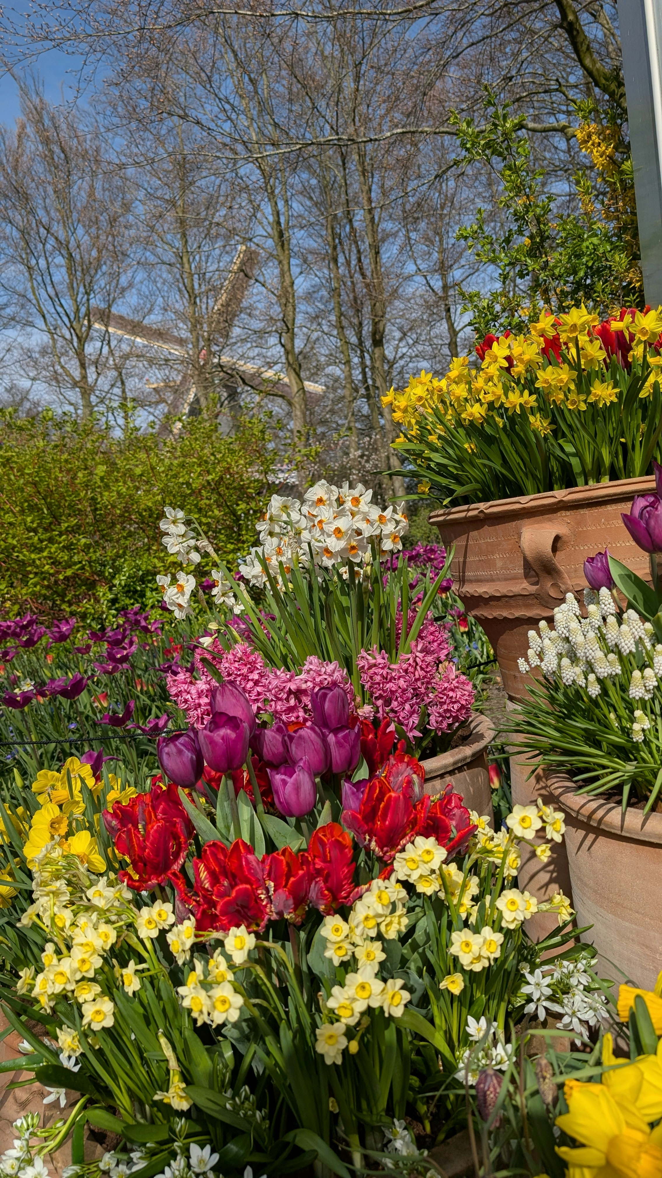 Vivid Tulip Convergence in a Terracotta Terrace Garden