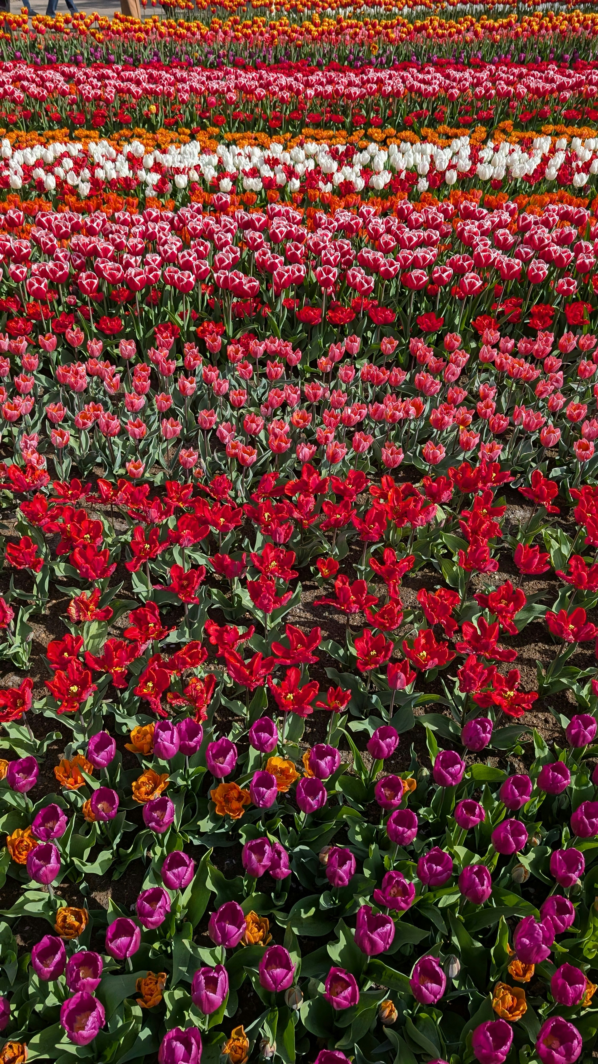 Rows of Color: A Tulip Field in Full Bloom
