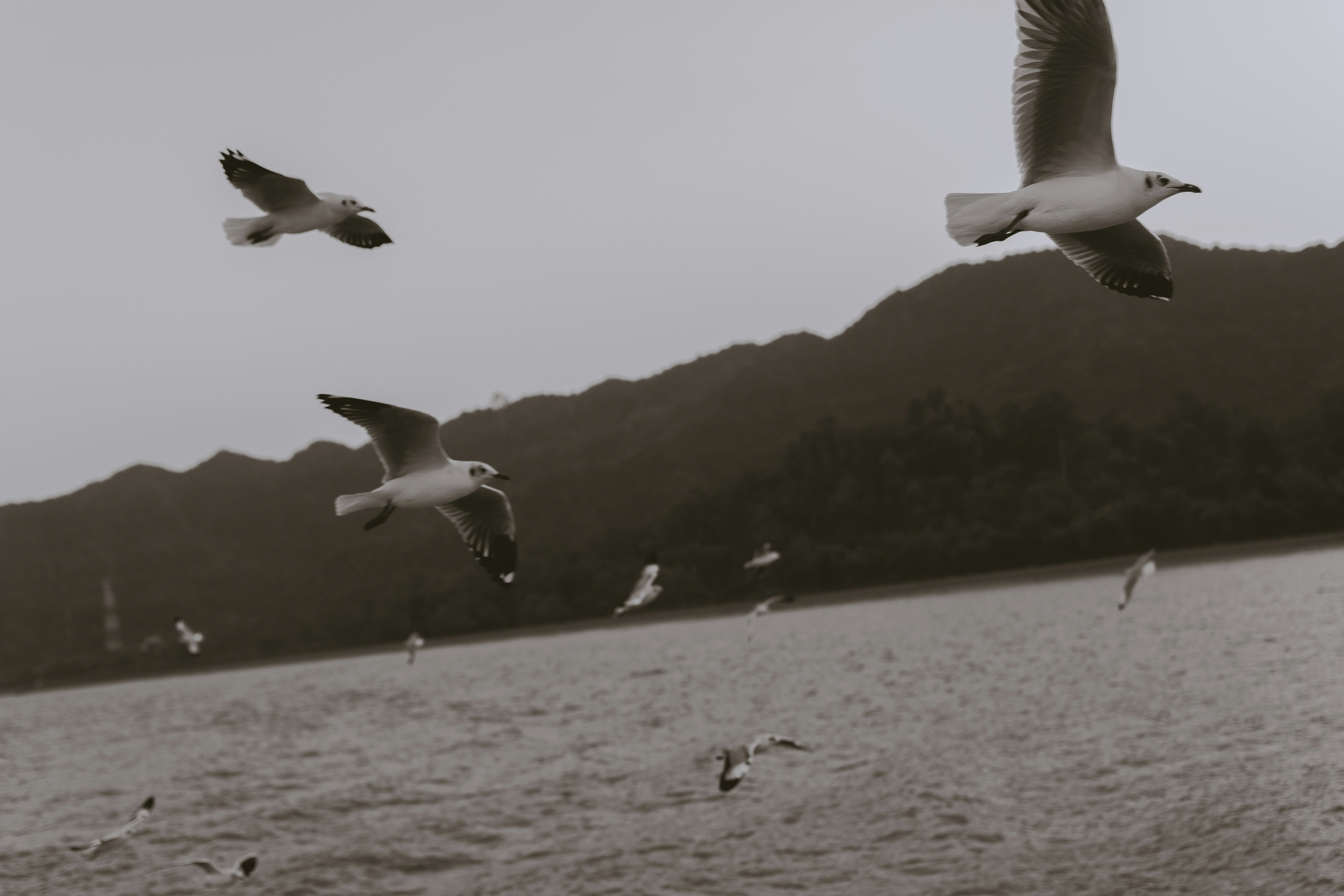 Gulls in flight over a tranquil harbor valley