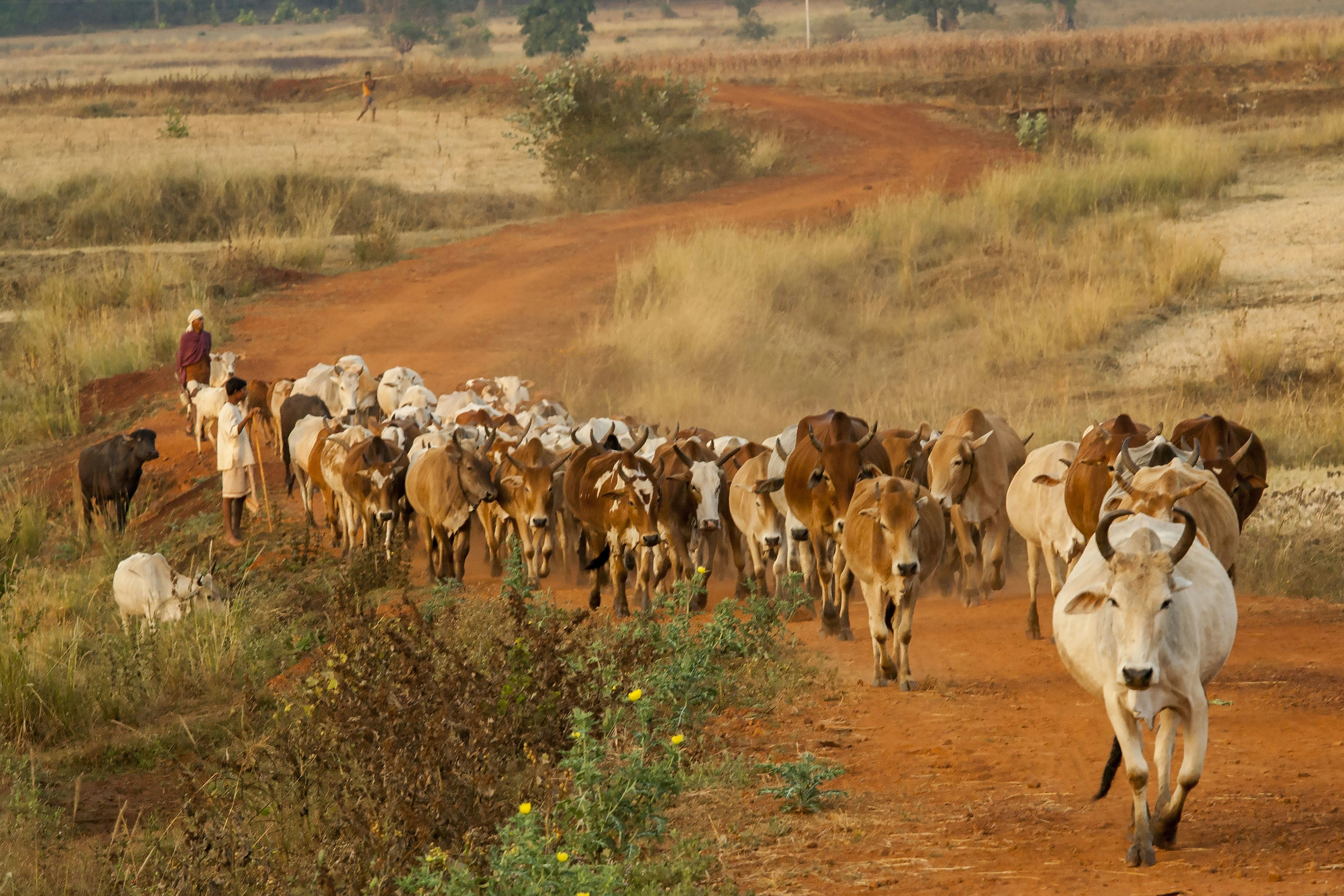 Herding cattle and goats along a dusty rural road bathed in warm late-afternoon light; the scene emphasizes movement and agricultural life in a dry landscape.
