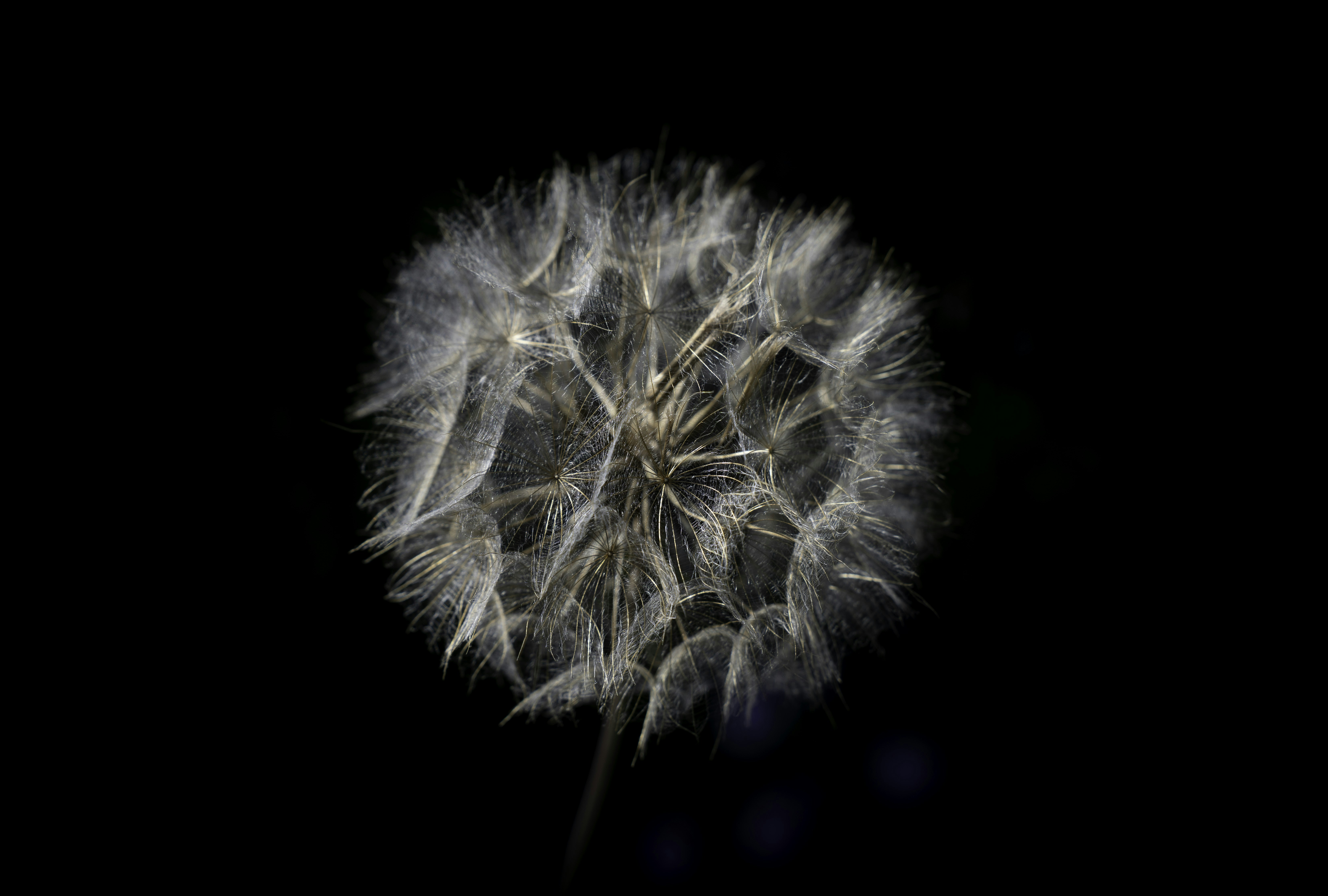 Midnight Bloom: The Dandelion's Silent Spotlight
