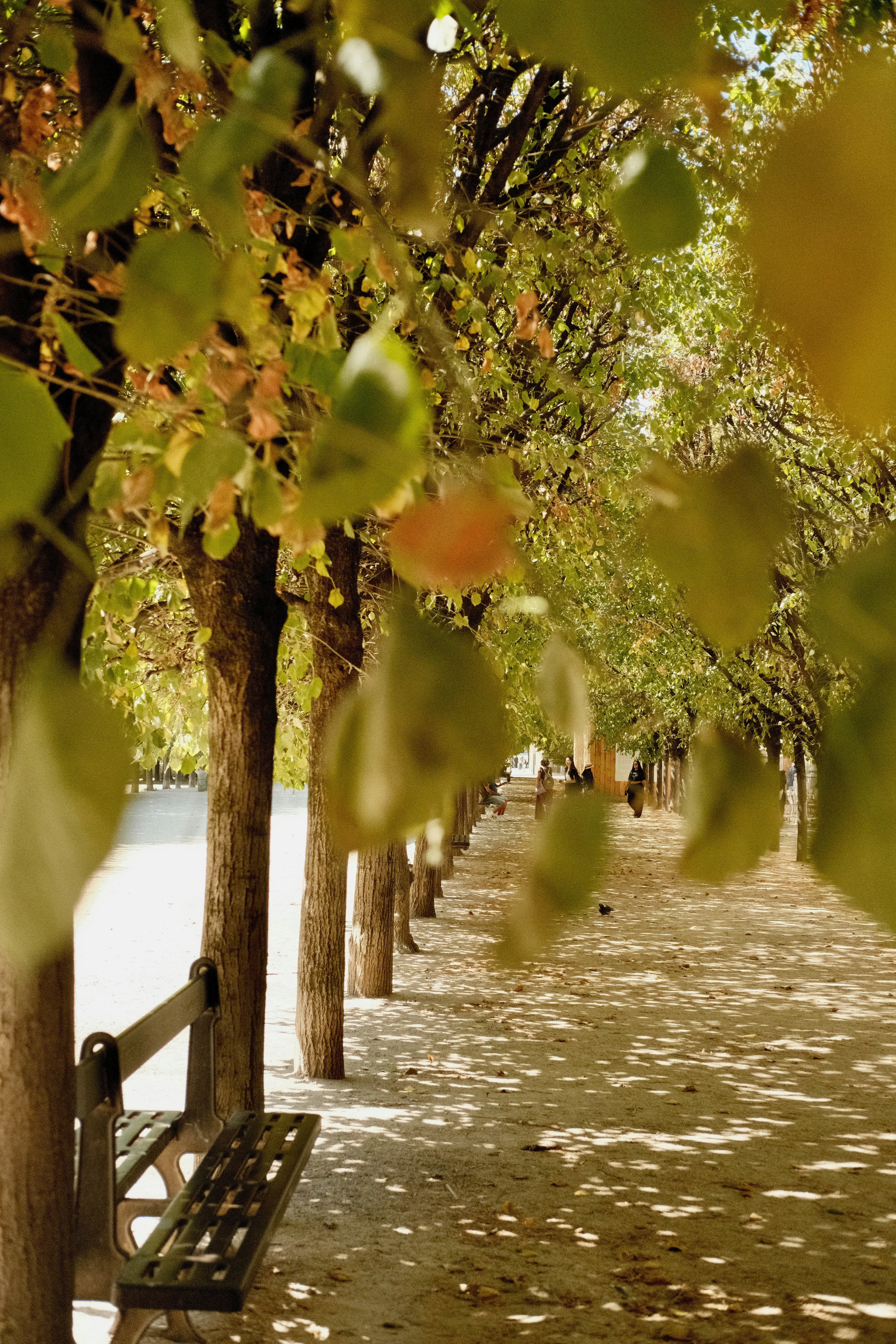 Golden Avenue of Leaves: A Park Corridor in Dappled Light