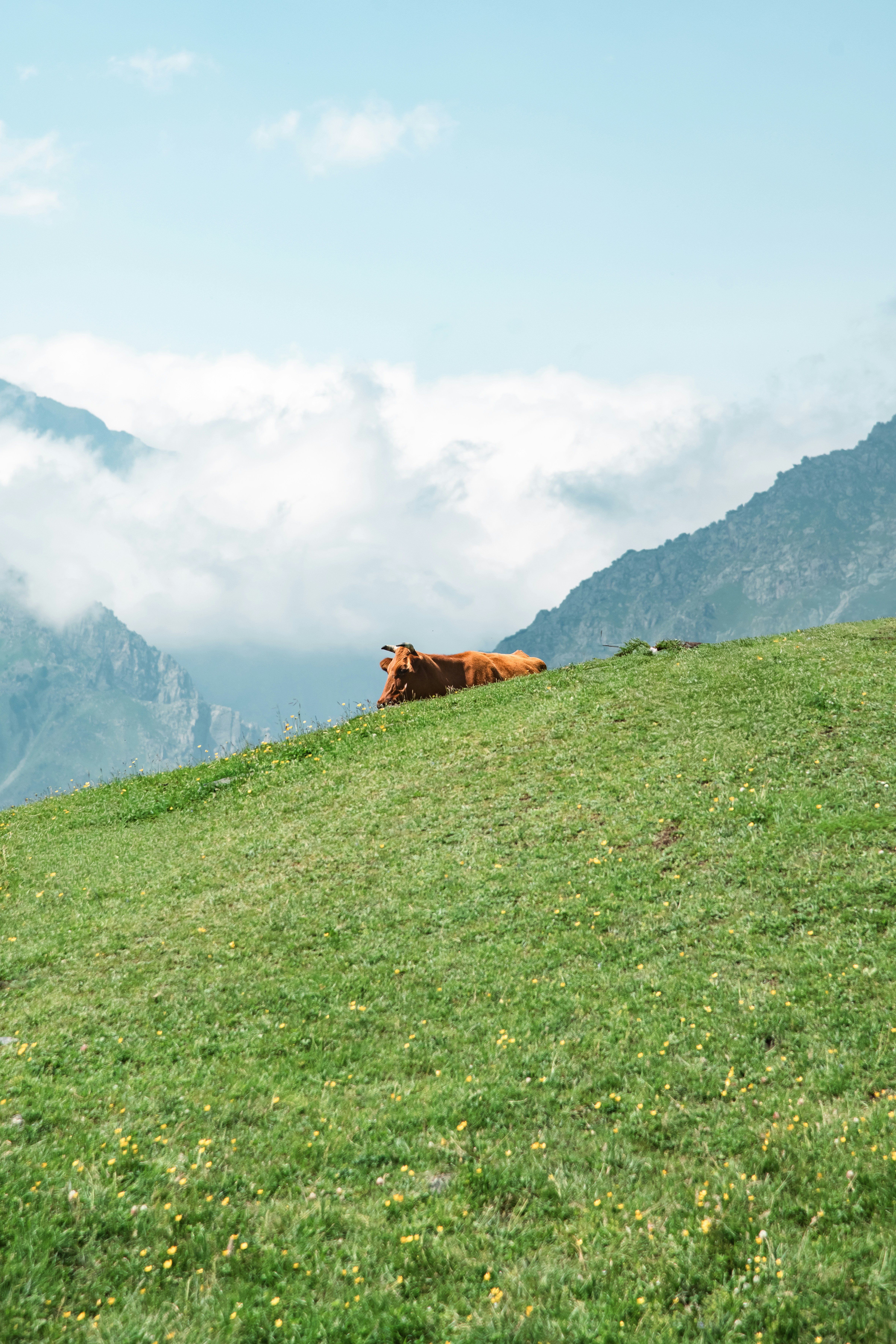 Cattle on a Verdant Crest Under Alpine Skies
