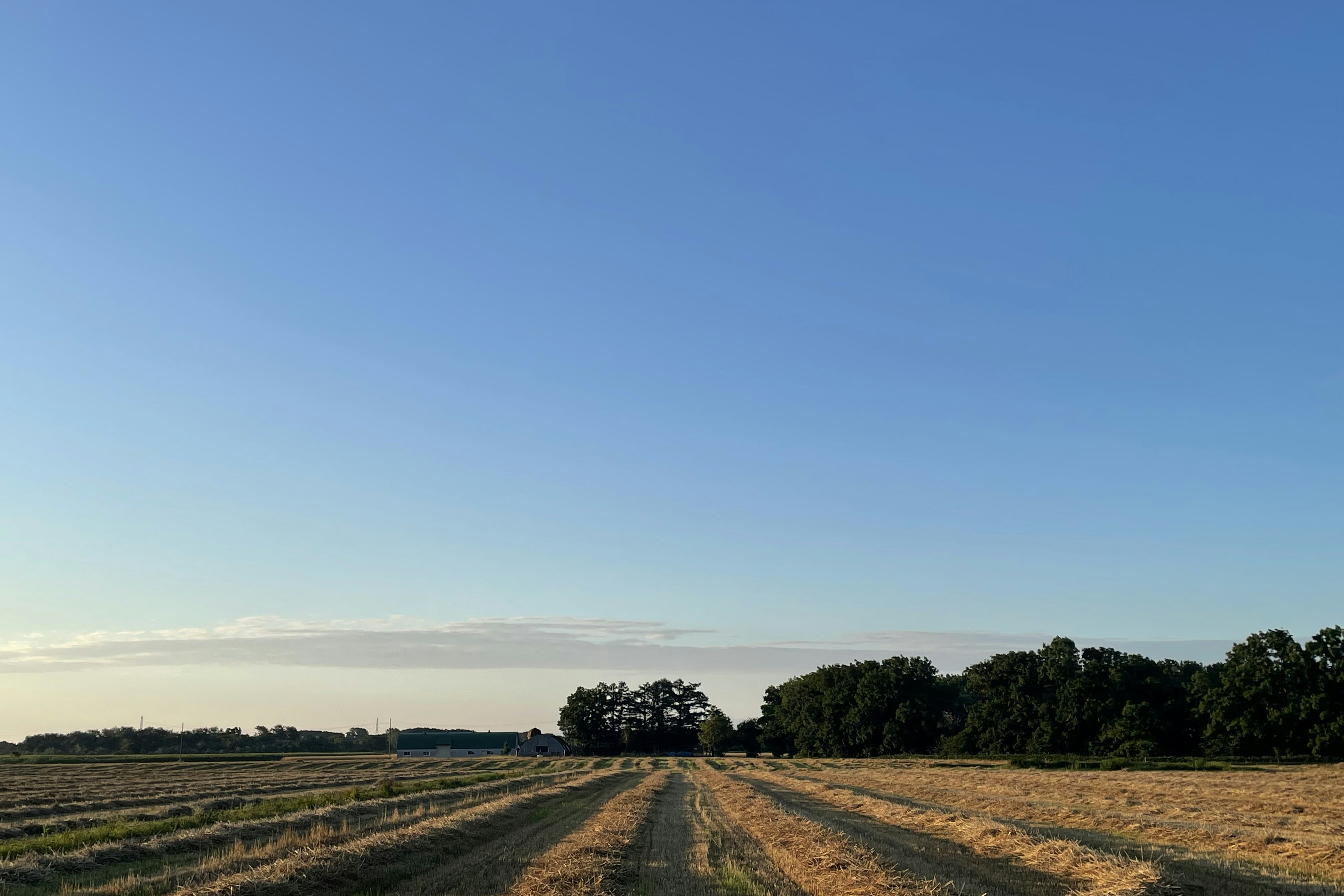 Field Tracks vanish into a line of trees under a clear blue sky