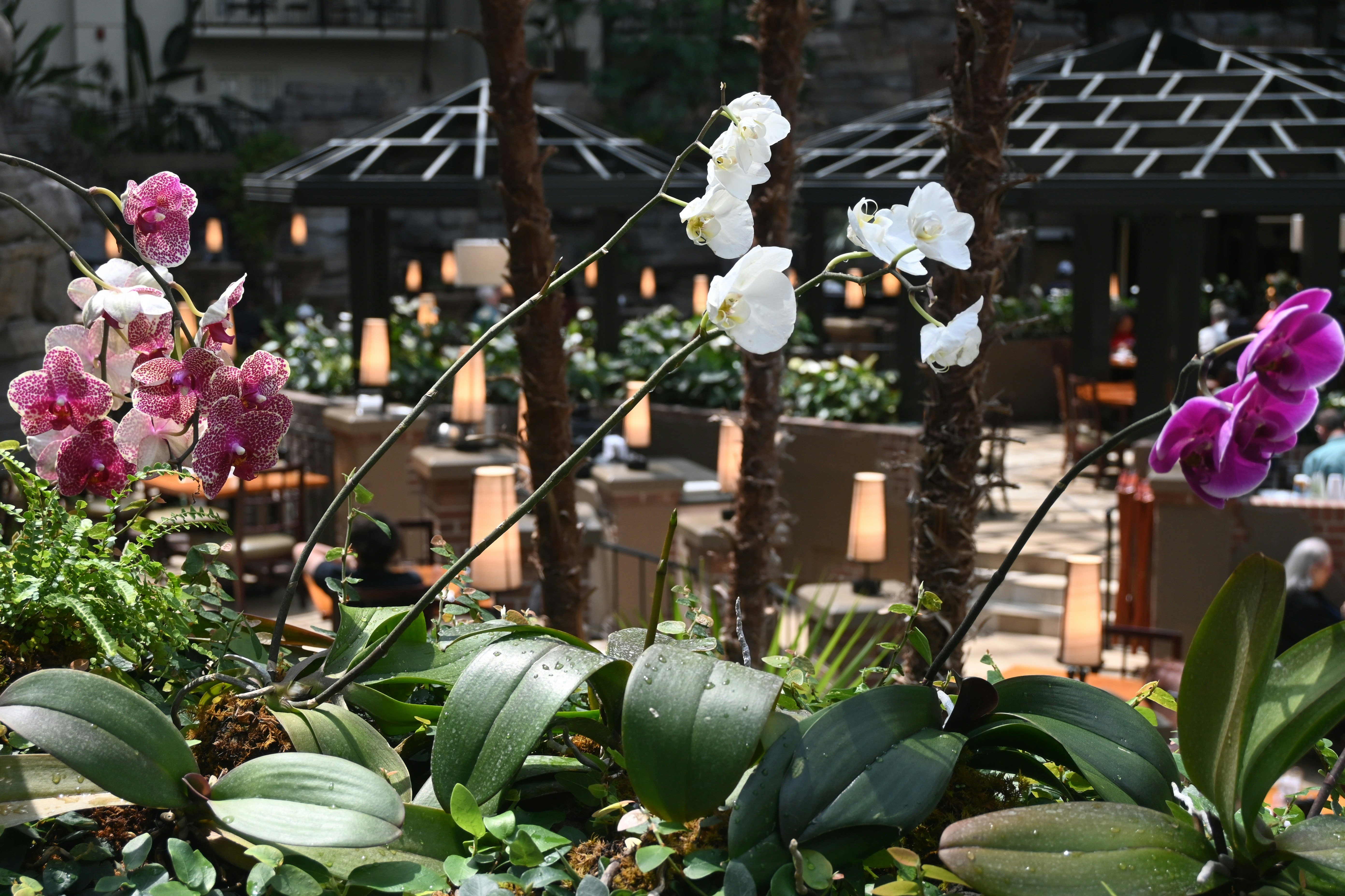 Orchid Garden Overlook at Evening Bistro