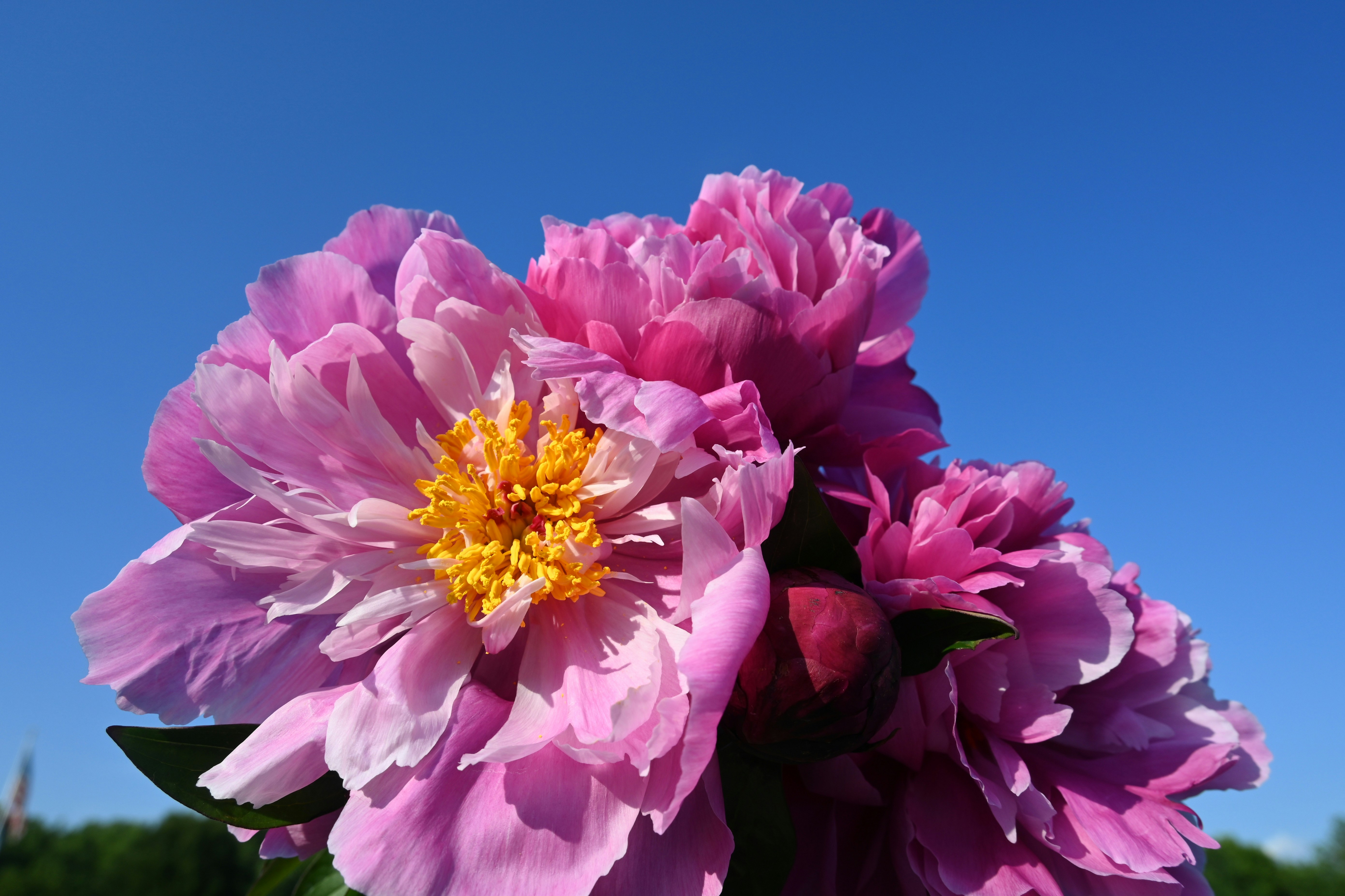 "Where flowers bloom, so does hope." — Lady Bird Johnson