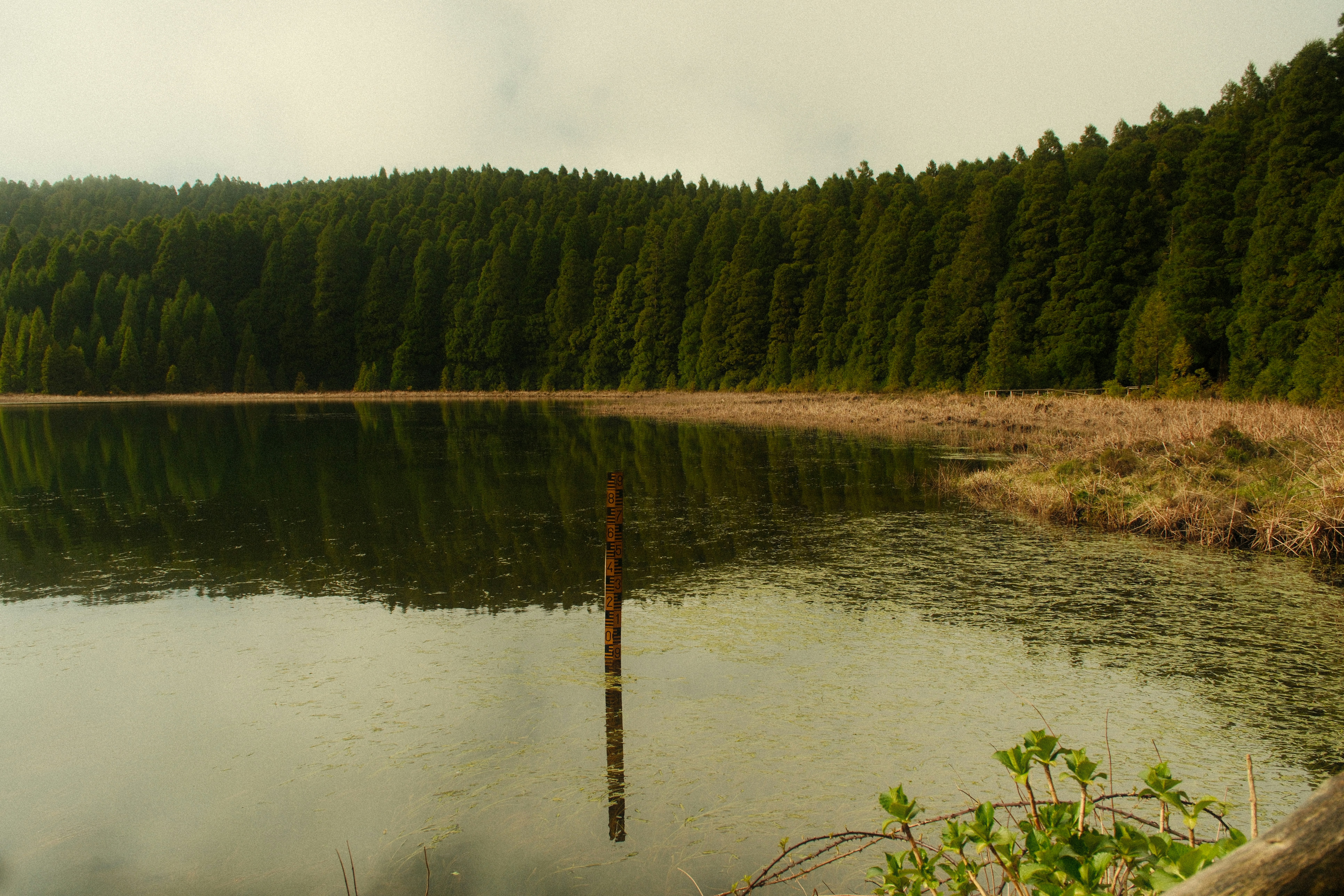Quiet lakeside scene with a weathered post and forest backdrop