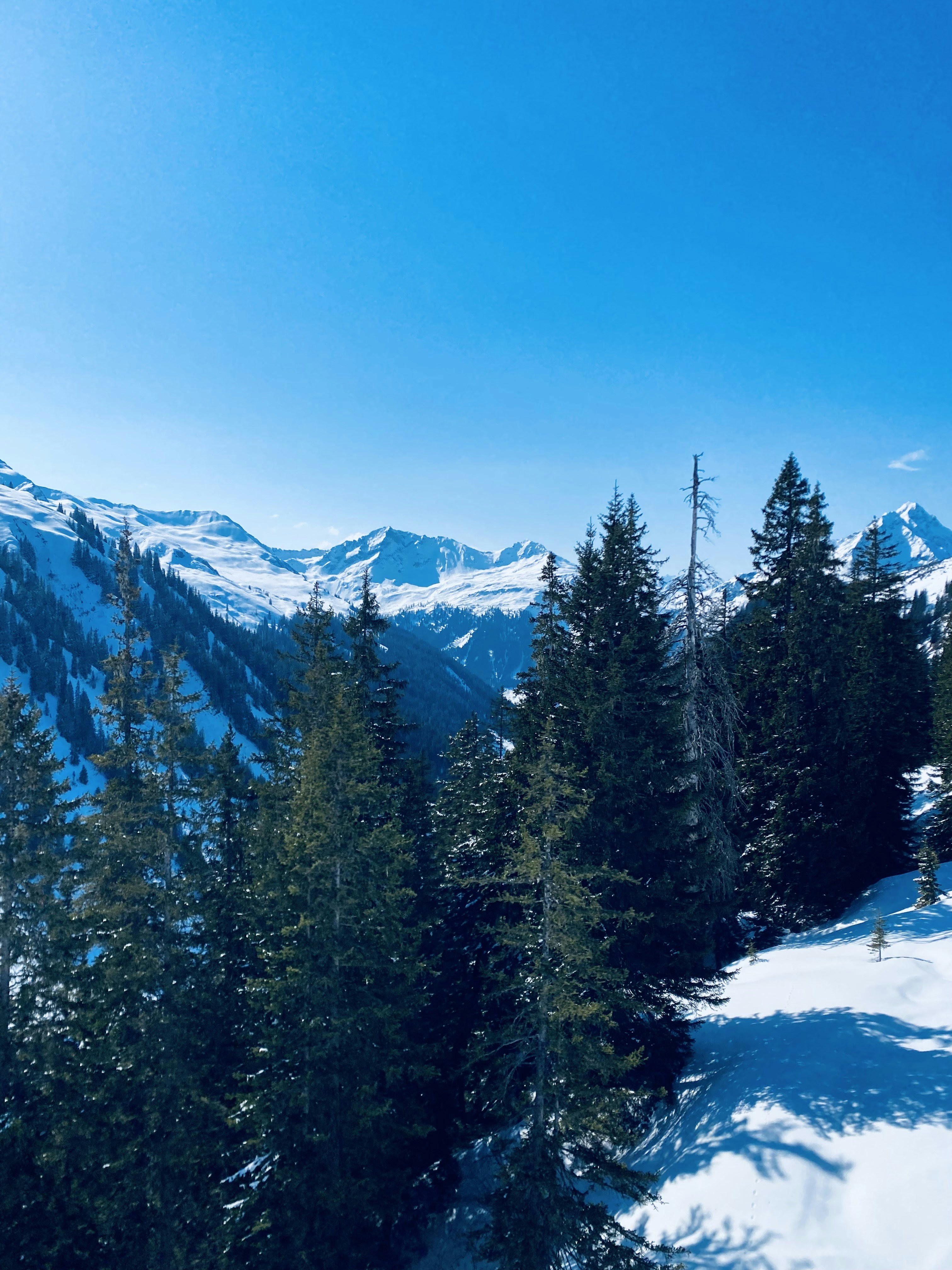Snow-kissed Pines Under a Clear Alpine Sky
