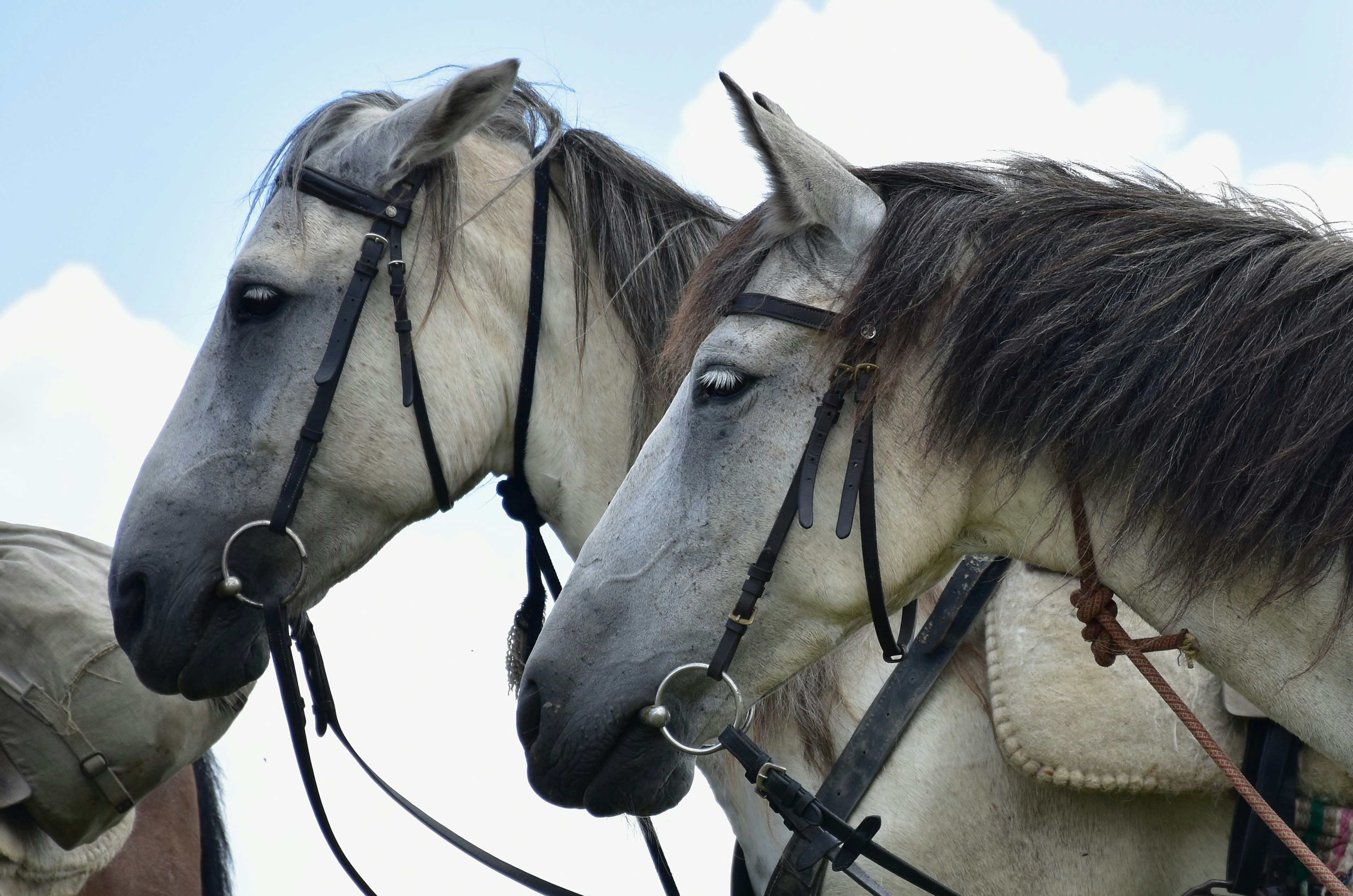 Two grey steeds in close-knit harness, their heads tilted together
