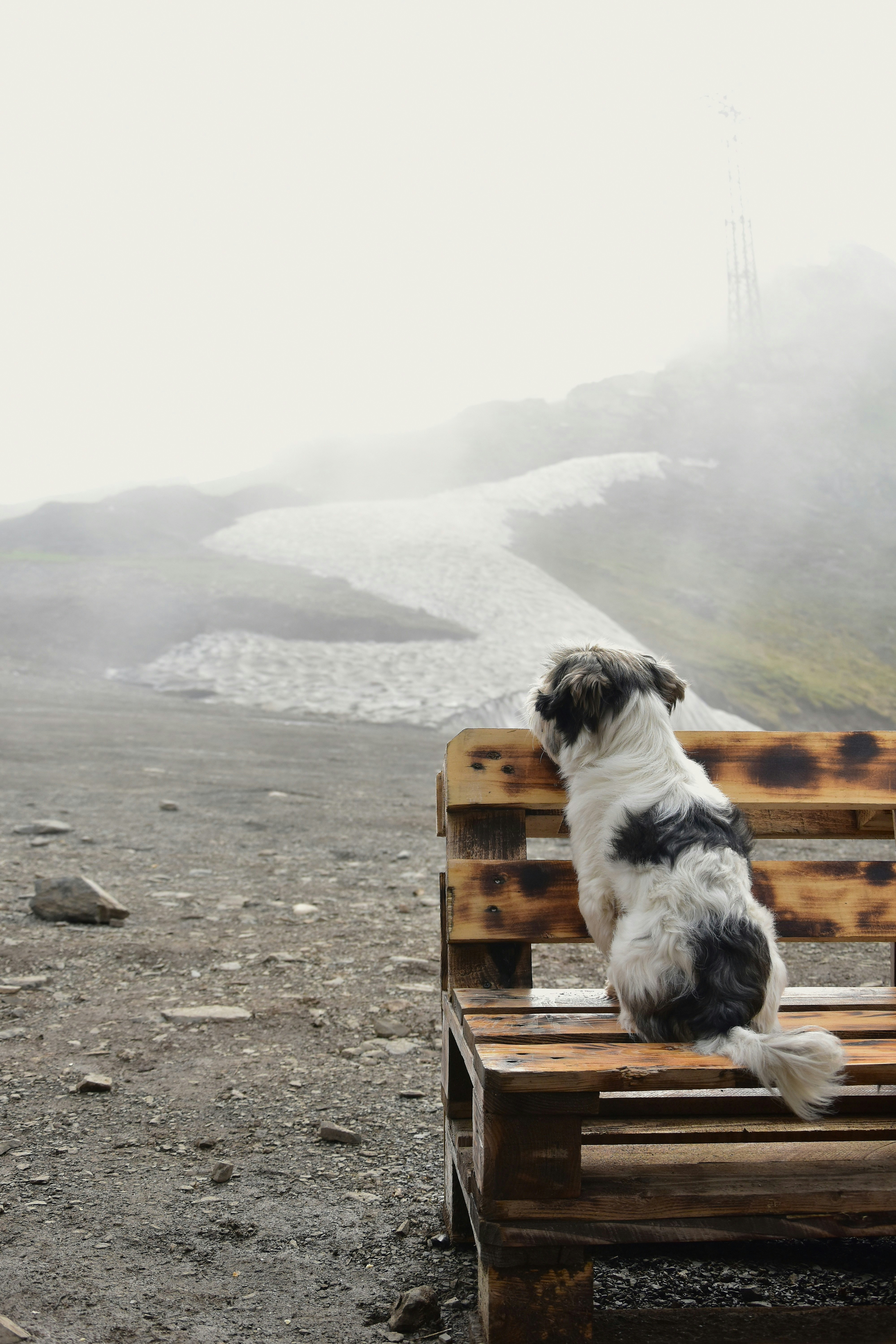 Dog on a Weathered Bench Watching a Misty Ascent