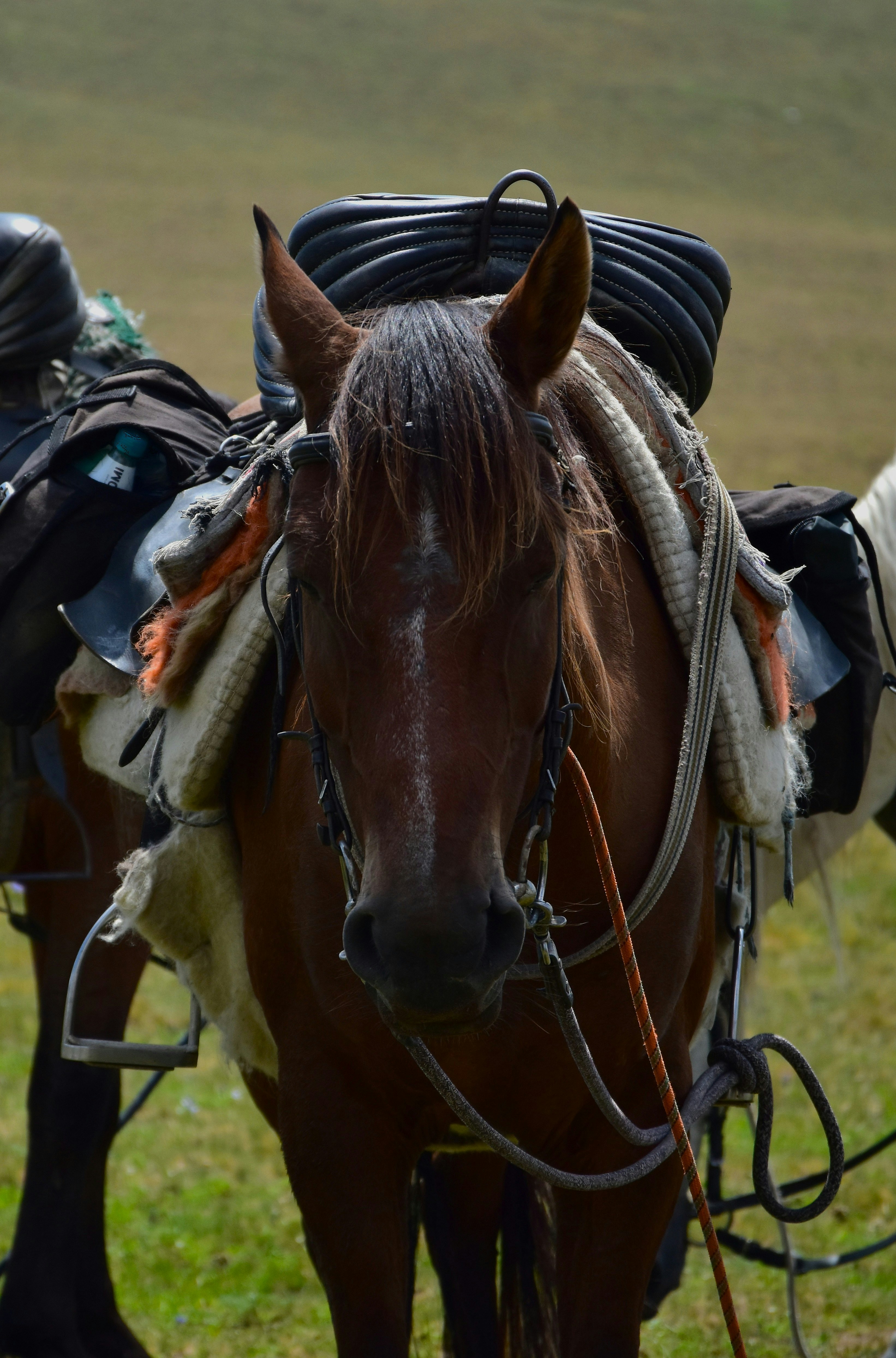 Front and Center: A Packhorse's Quiet Gaze Under Heaped Tack