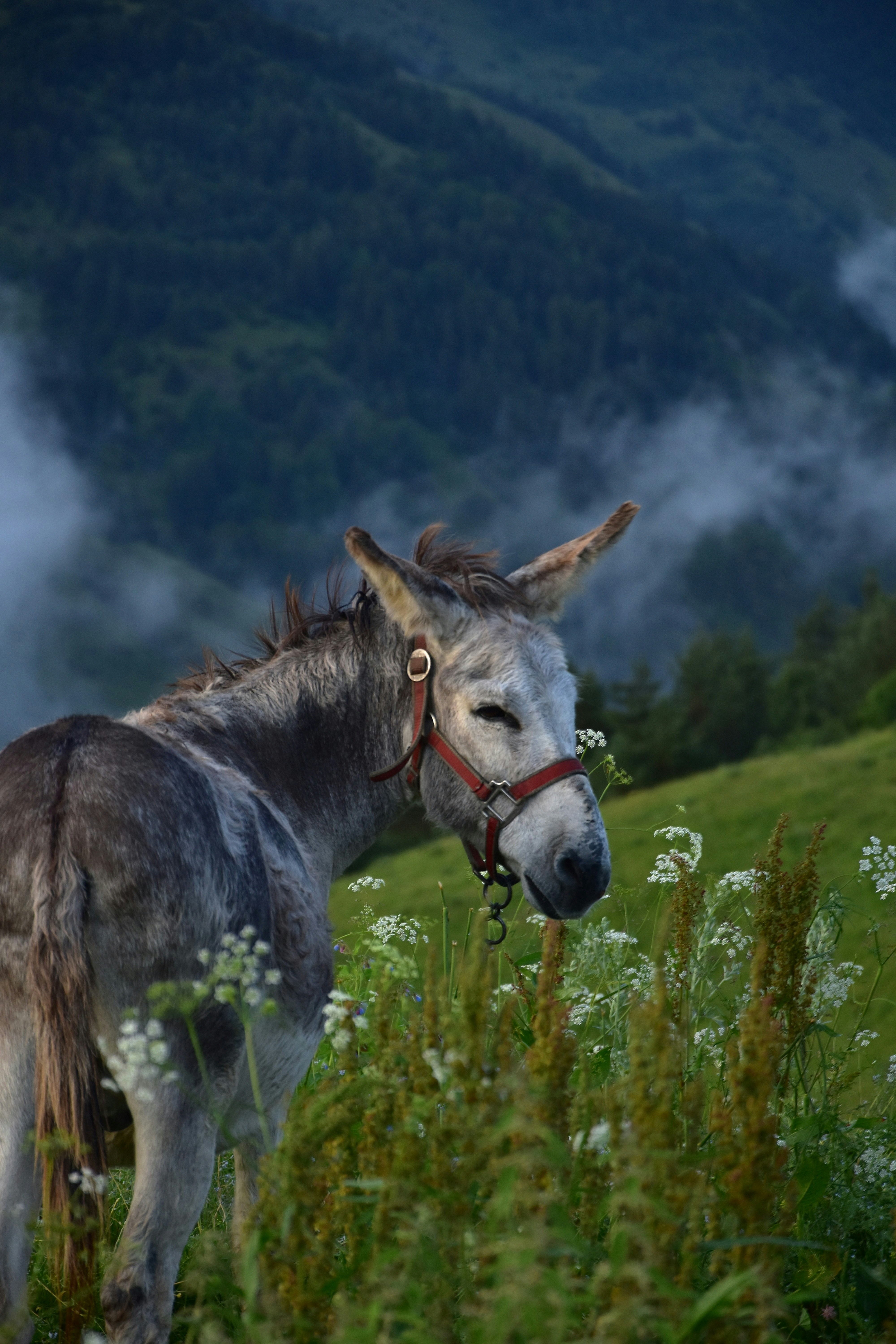 Grey Horse in Meadow with Mountain Mist