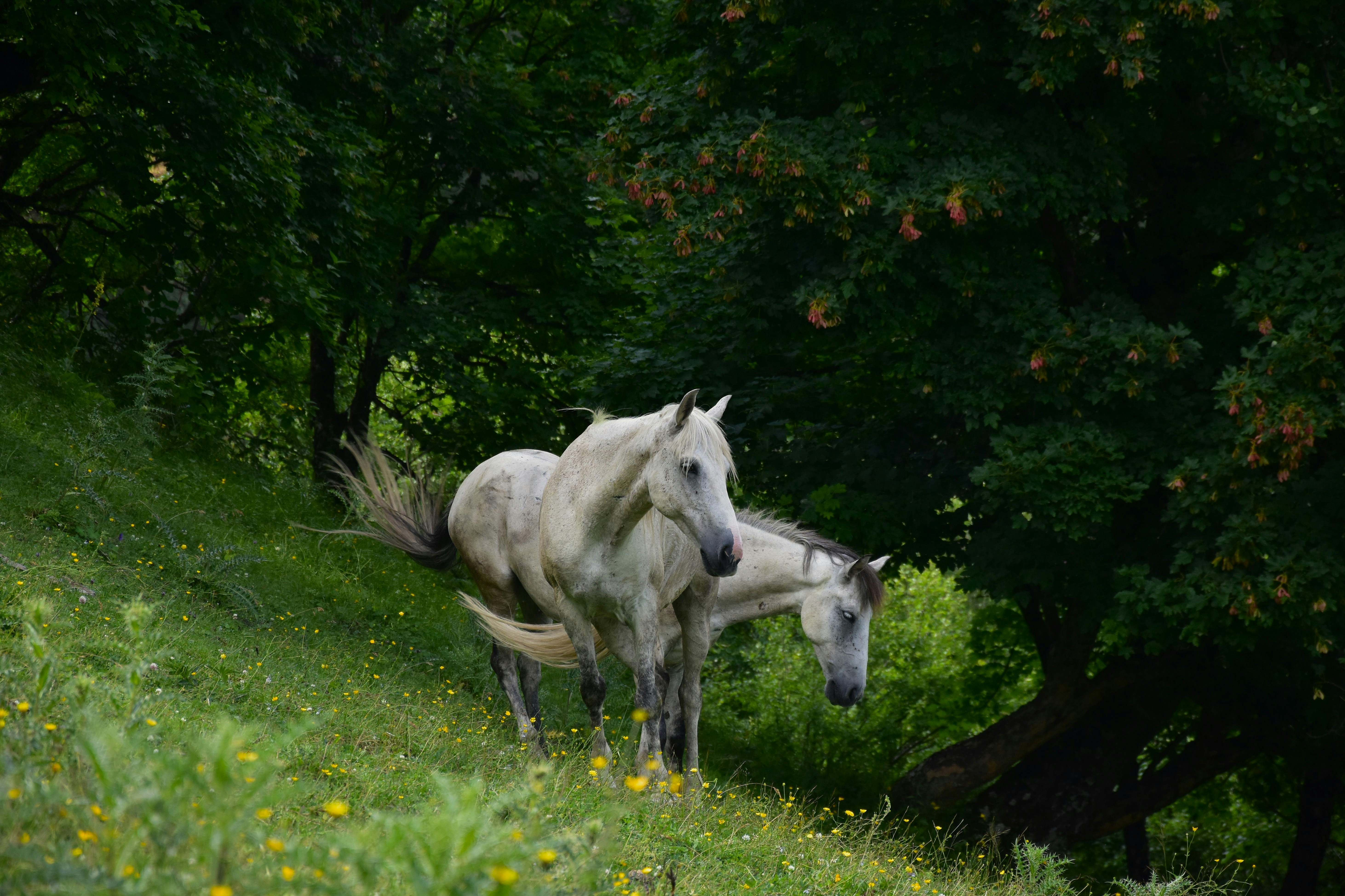 Pasture Gallop: White Horses on a Sunlit Slope