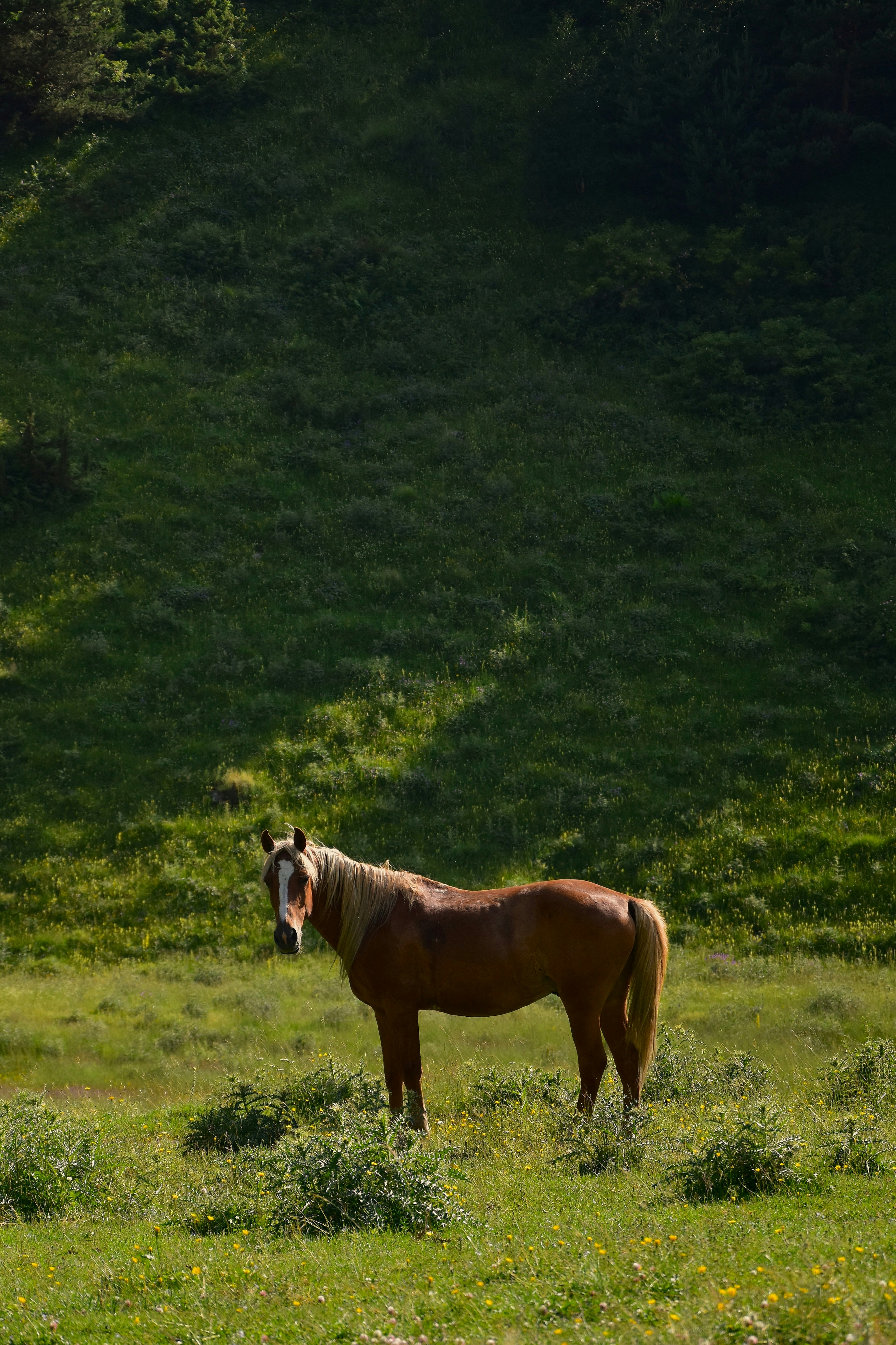 Lonely Bay Horse in a Sunlit Meadow