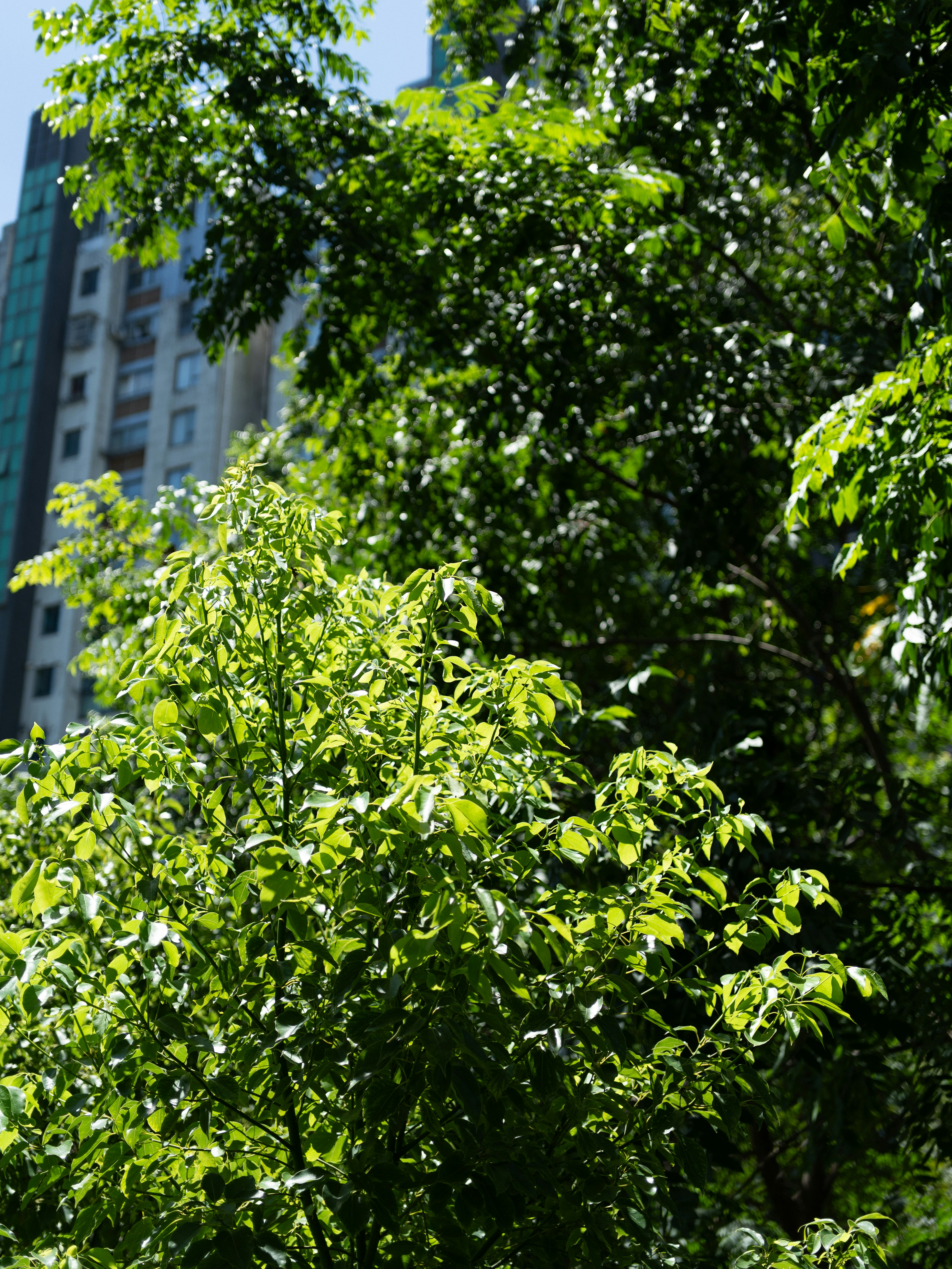 Sunlit Foliage Against an Urban Backdrop
