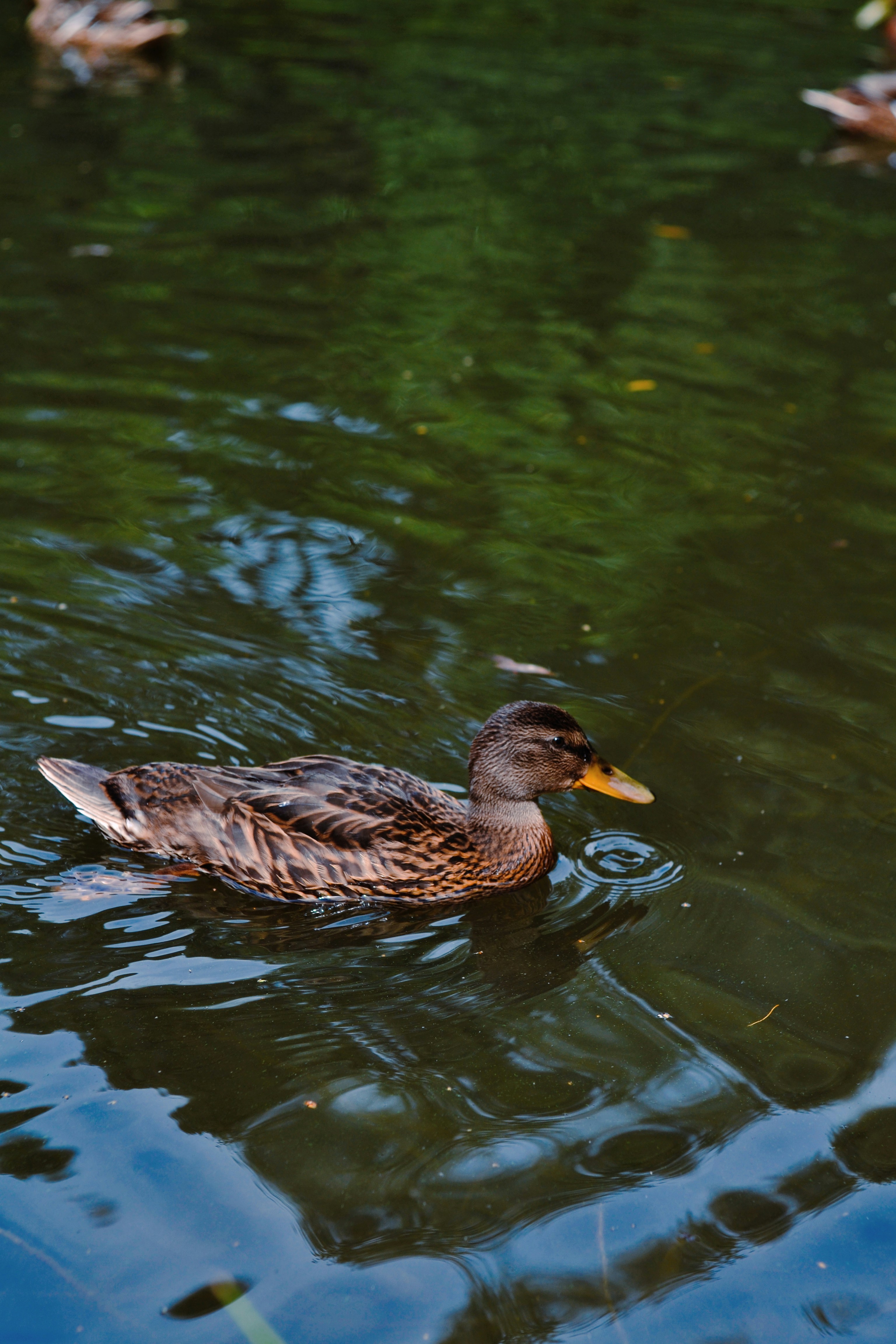Echo of Ripples: A Mallard Gliding Through Quiet Green Reflections