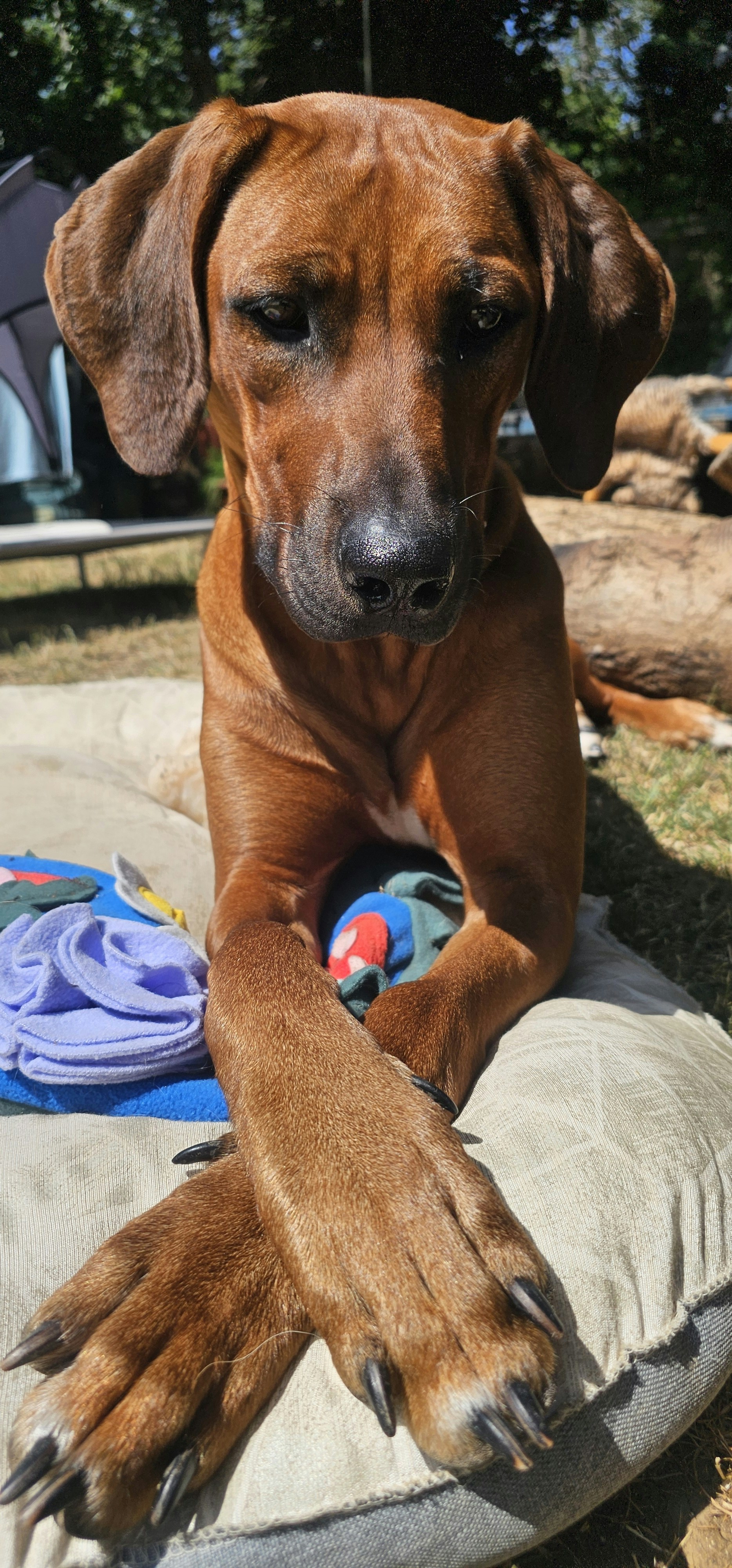 Close-Up of a Drowsy Brown Dog Resting On a Cushioned Outdoor Bed