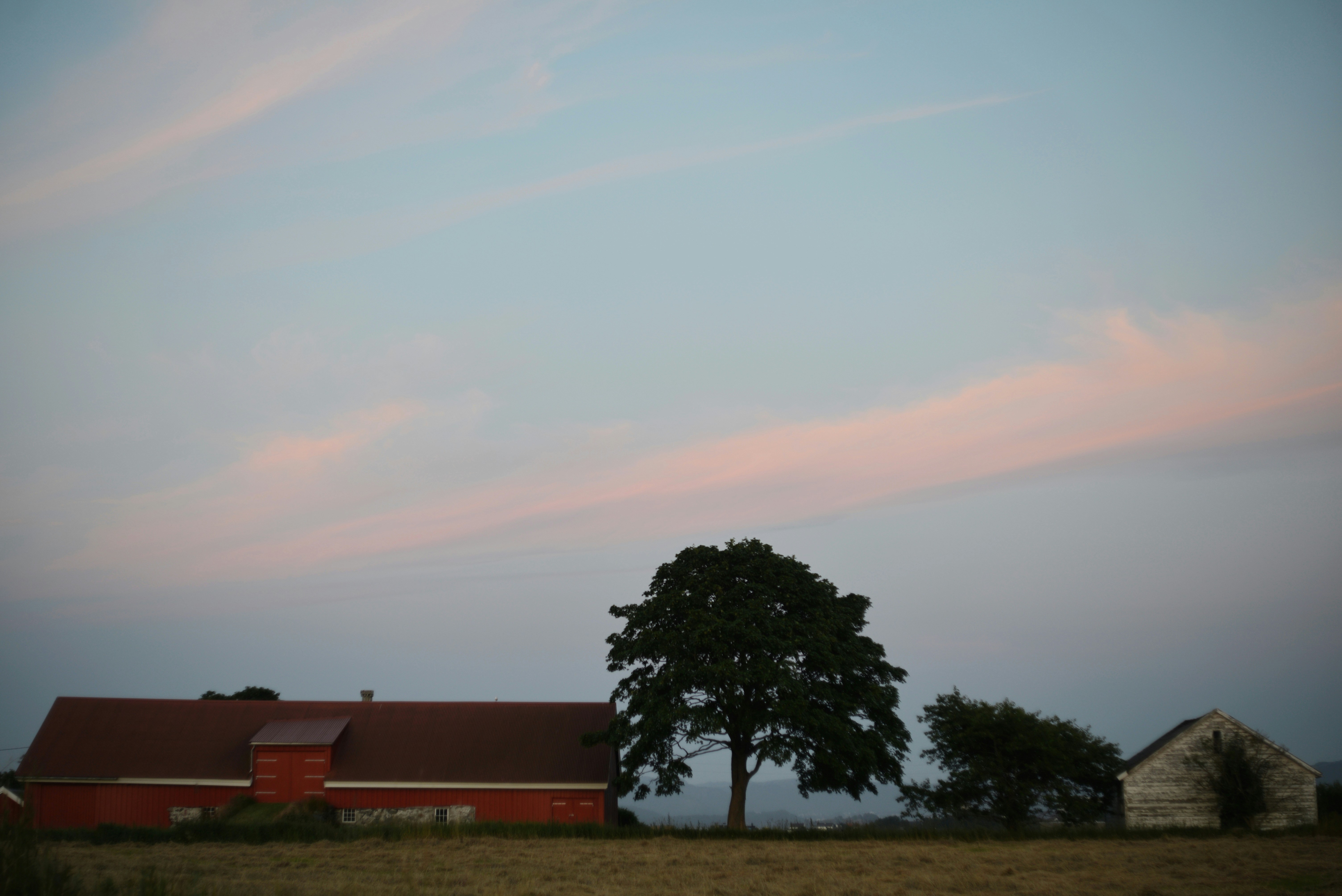 A Quiet Farm at Dusk: Lone Tree Between Barn and Shed