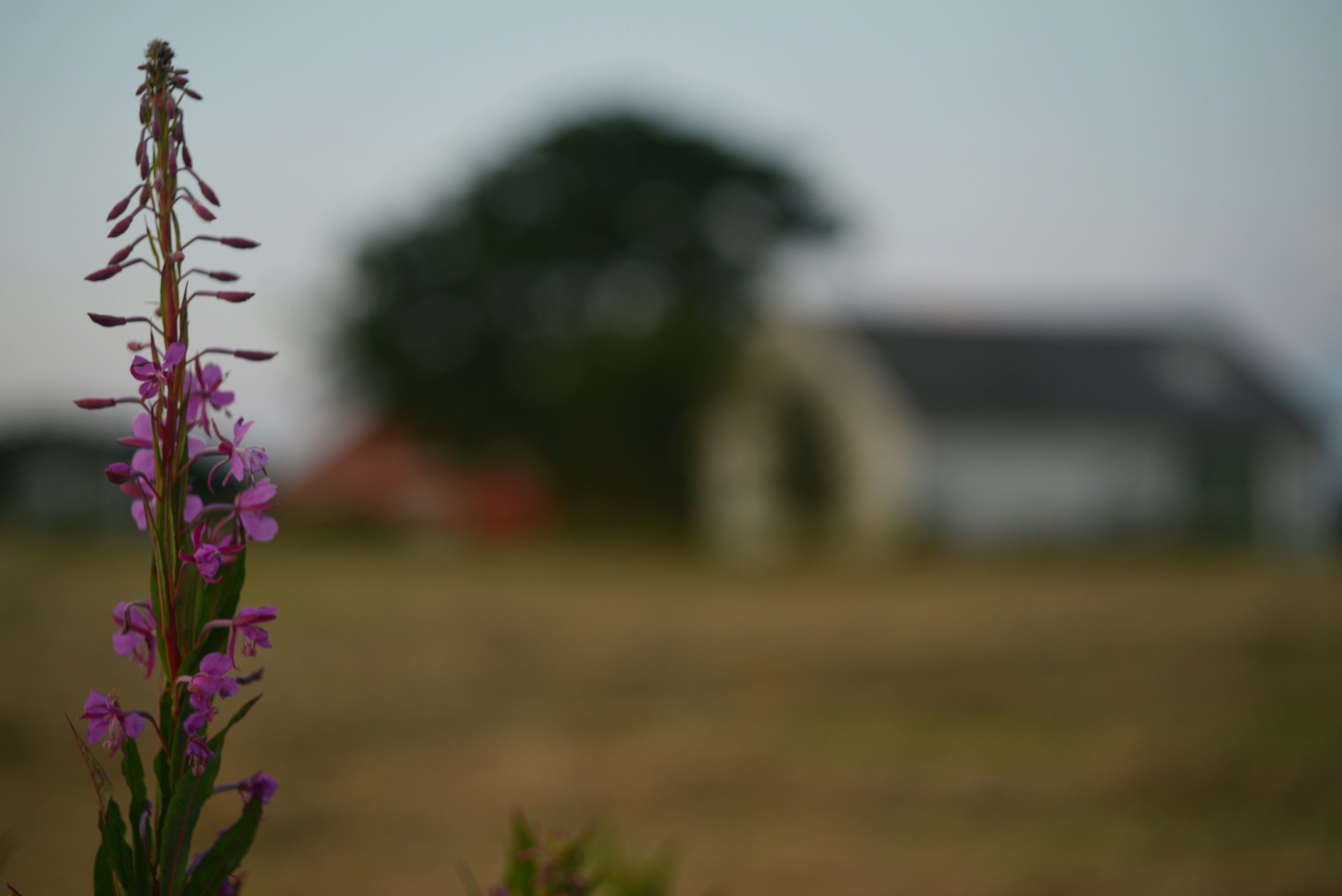 A Lone Pink Spike Standing Quietly in a Soft-Focused Field