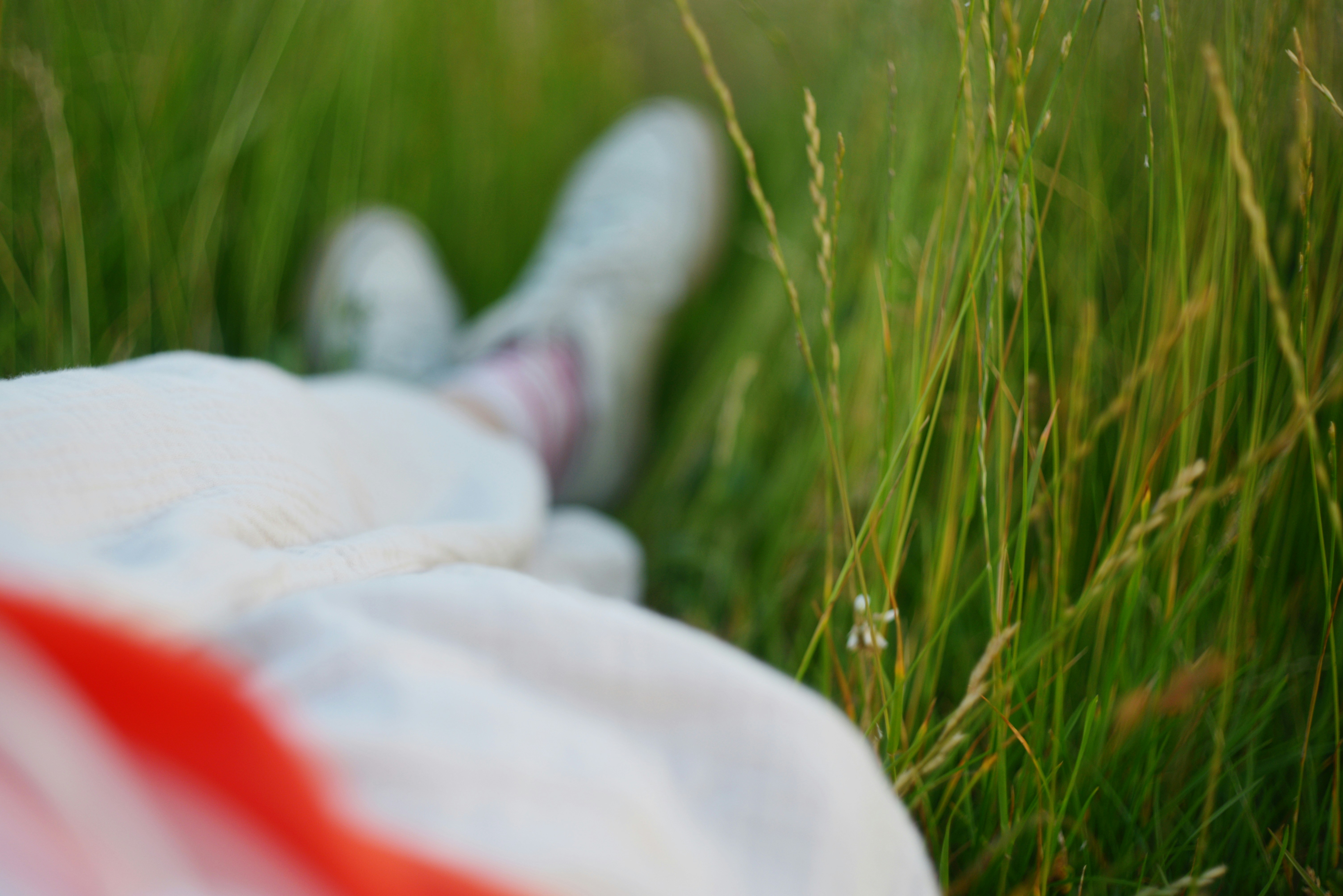 Soft Field, Quiet Moment: A Fleeting Pose in Tall Grass