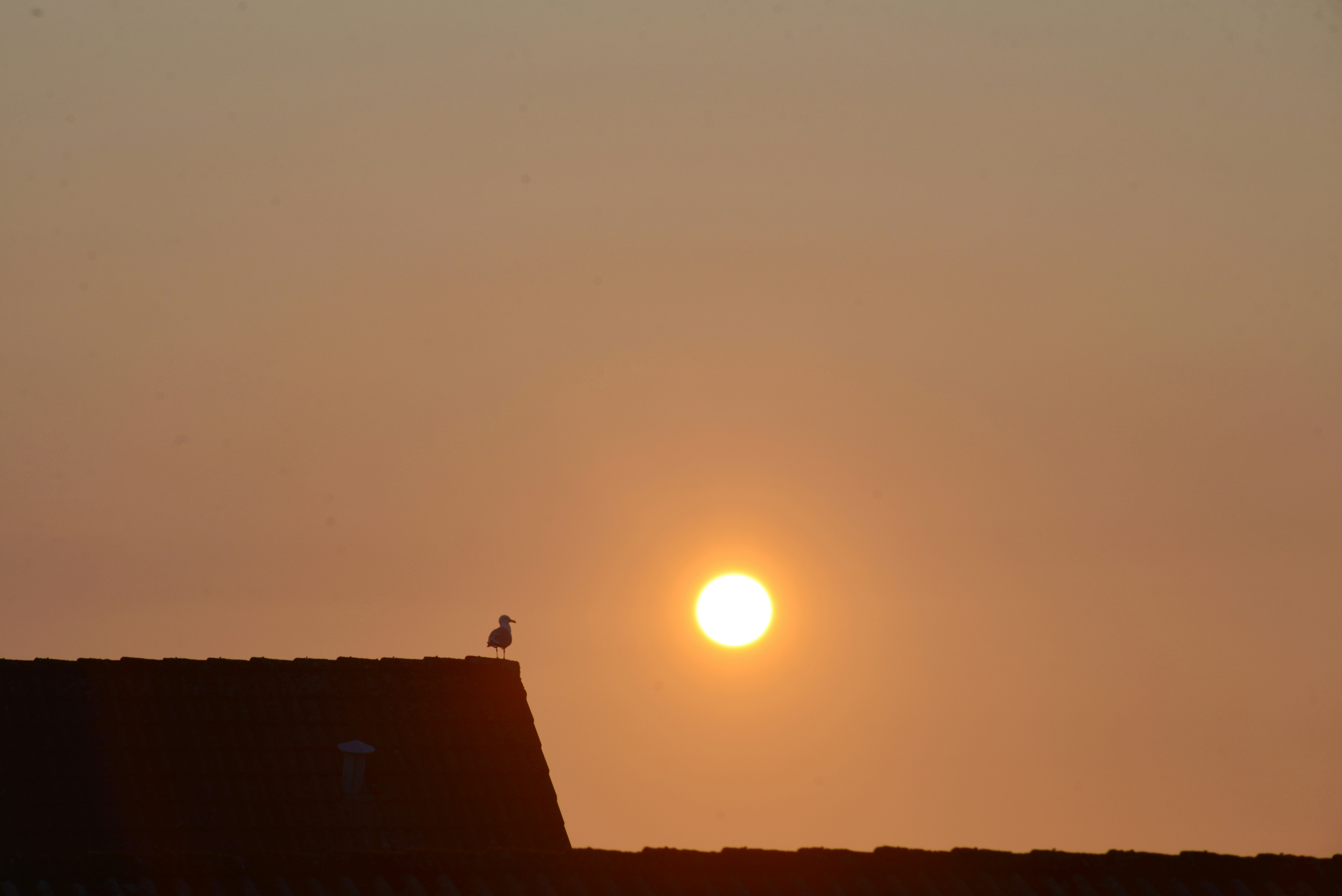 Solar Halo Over the Rooftop
