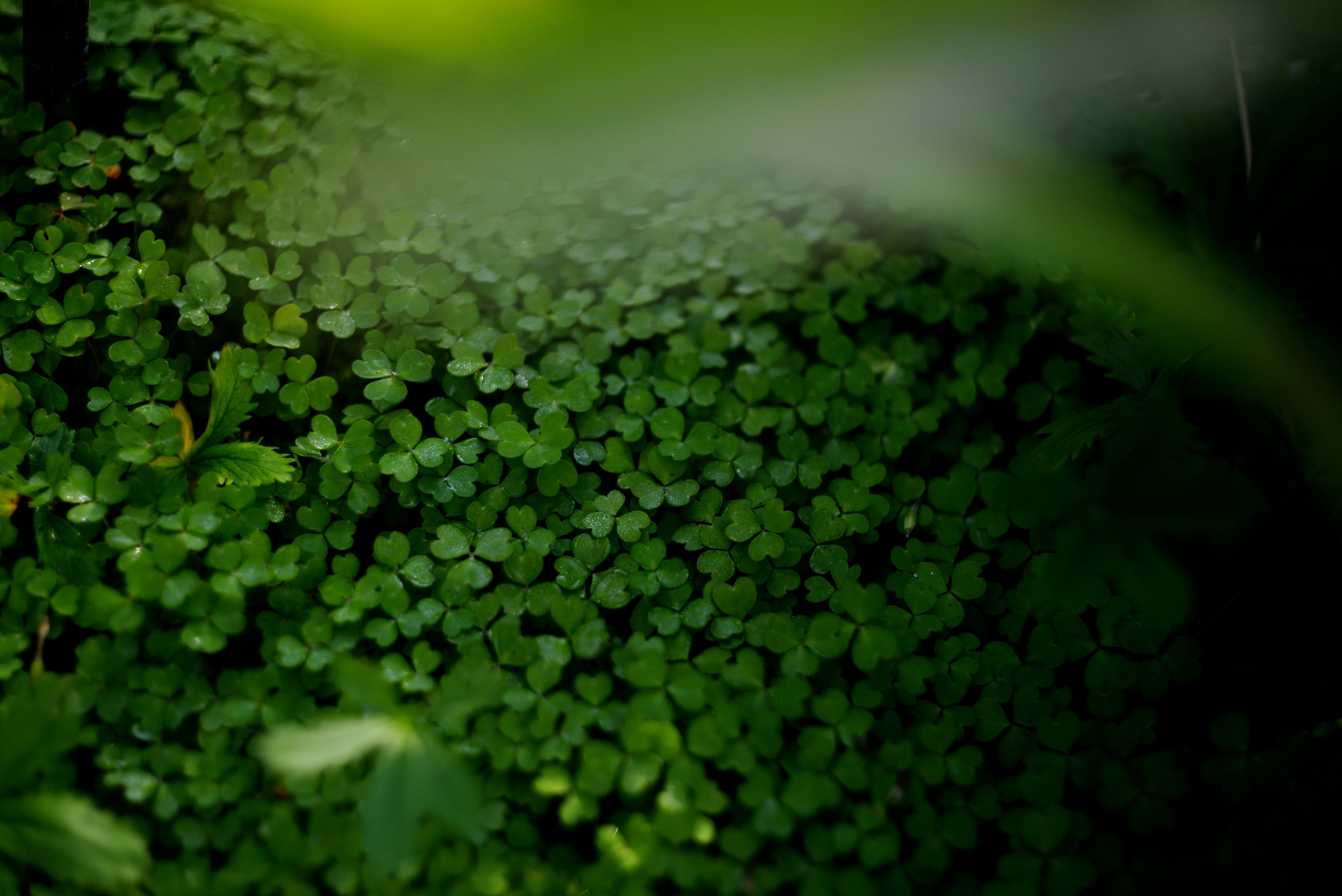 Emerald Carpet: Close-up of Fern and Clover Bed in Dappled Shade