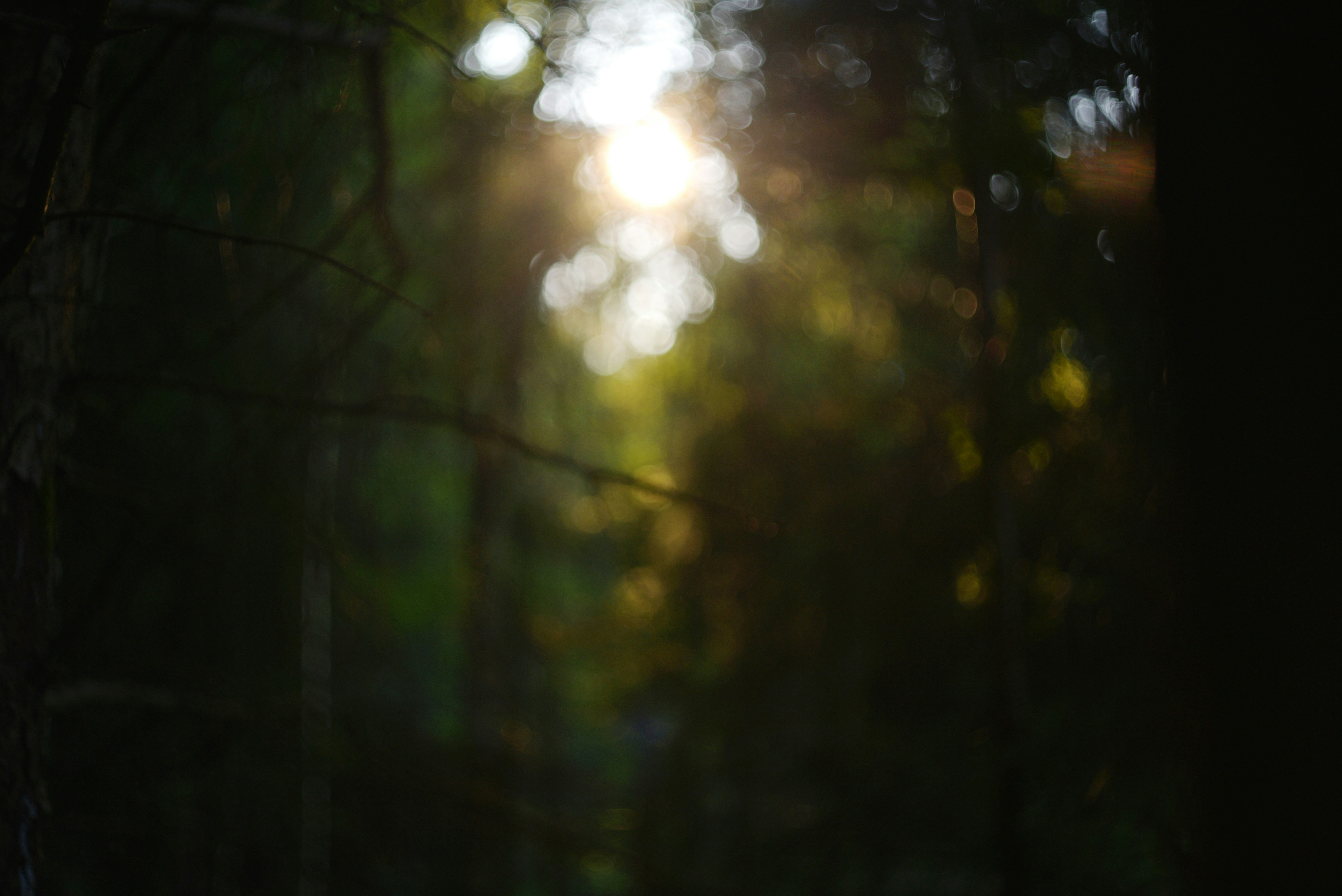 Sunlit Quiet Between Pines