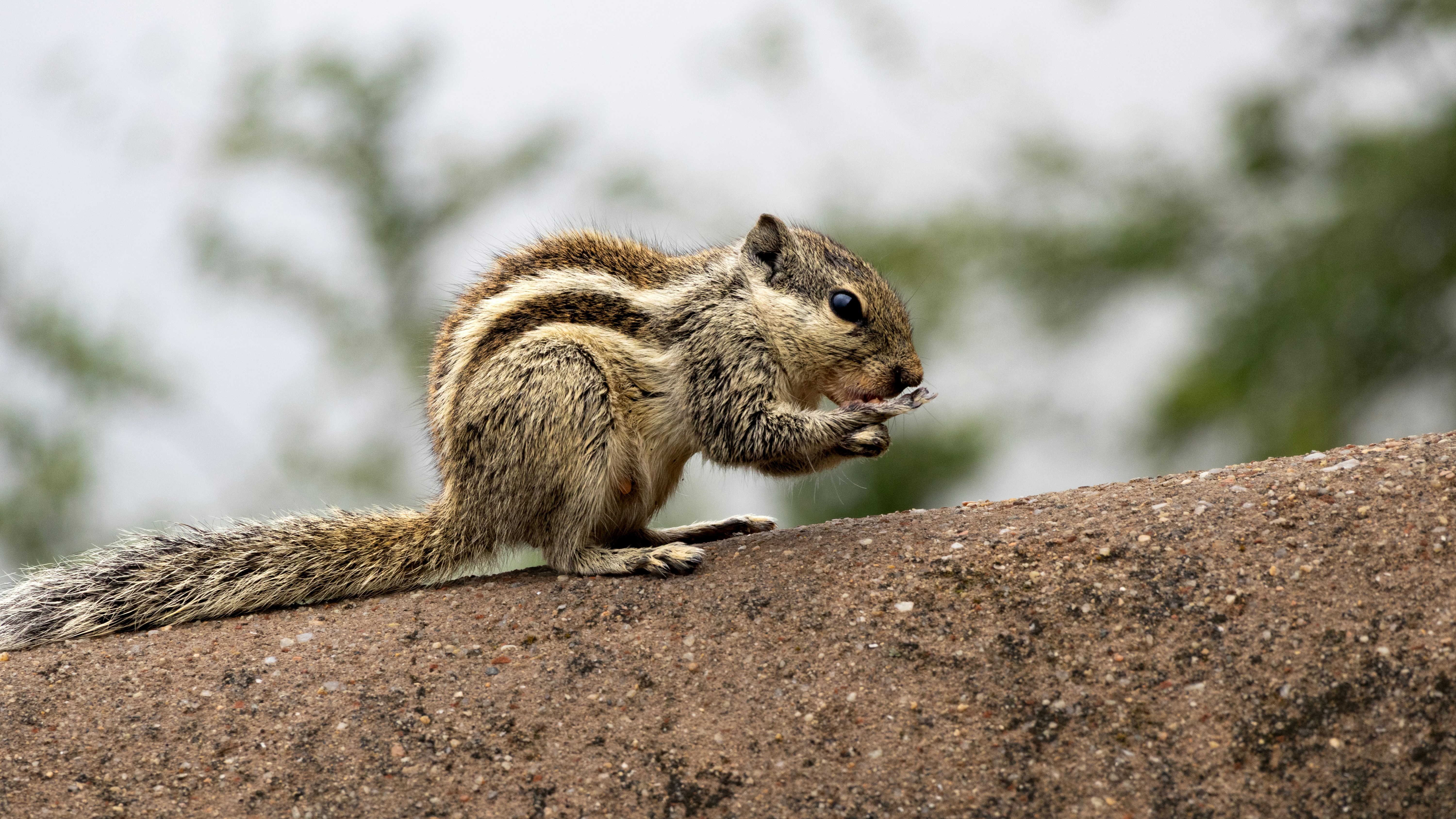 Striped Squirrel on a Sun-Warmed Concrete Rook