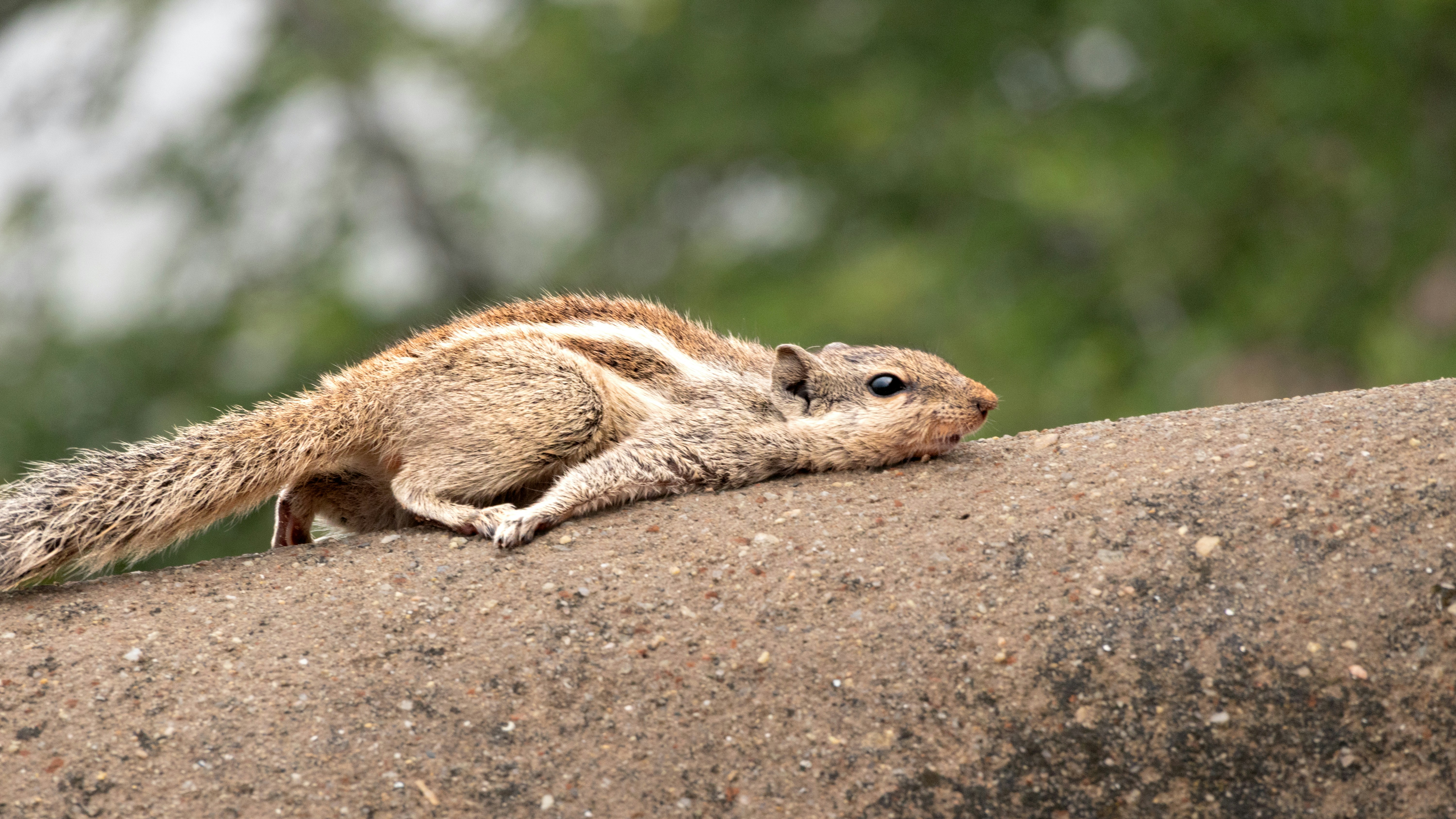 Resting Squirrel on a Sunlit Brick