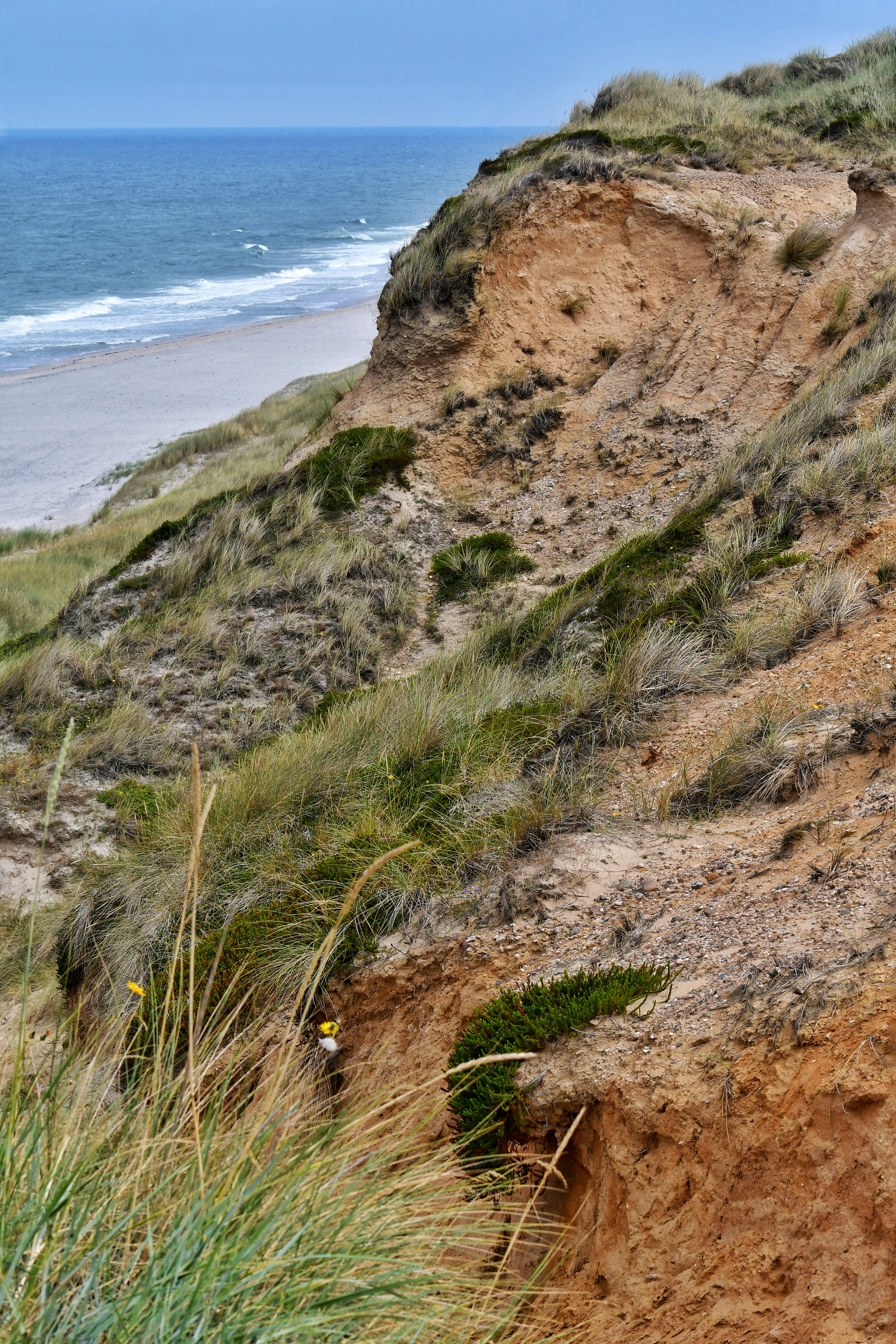 Coastal Cliff Echoes: Wind-sculpted Grass Over the Clay