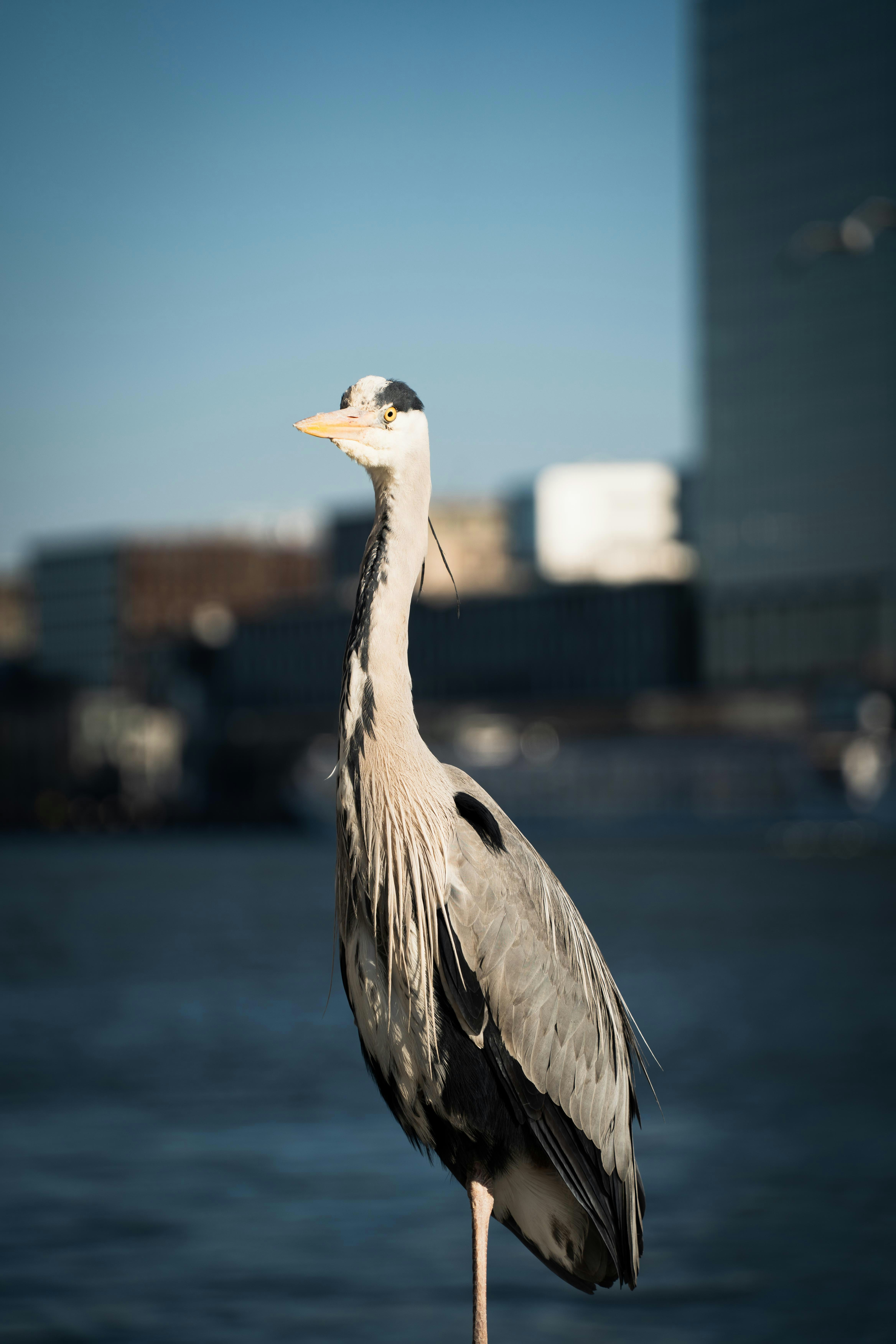 A lone heron stands tall in the foreground with an urban waterfront and modern buildings blurred in the background, emphasizing the bird as the main subject. This is a photographic capture, not a drawing.