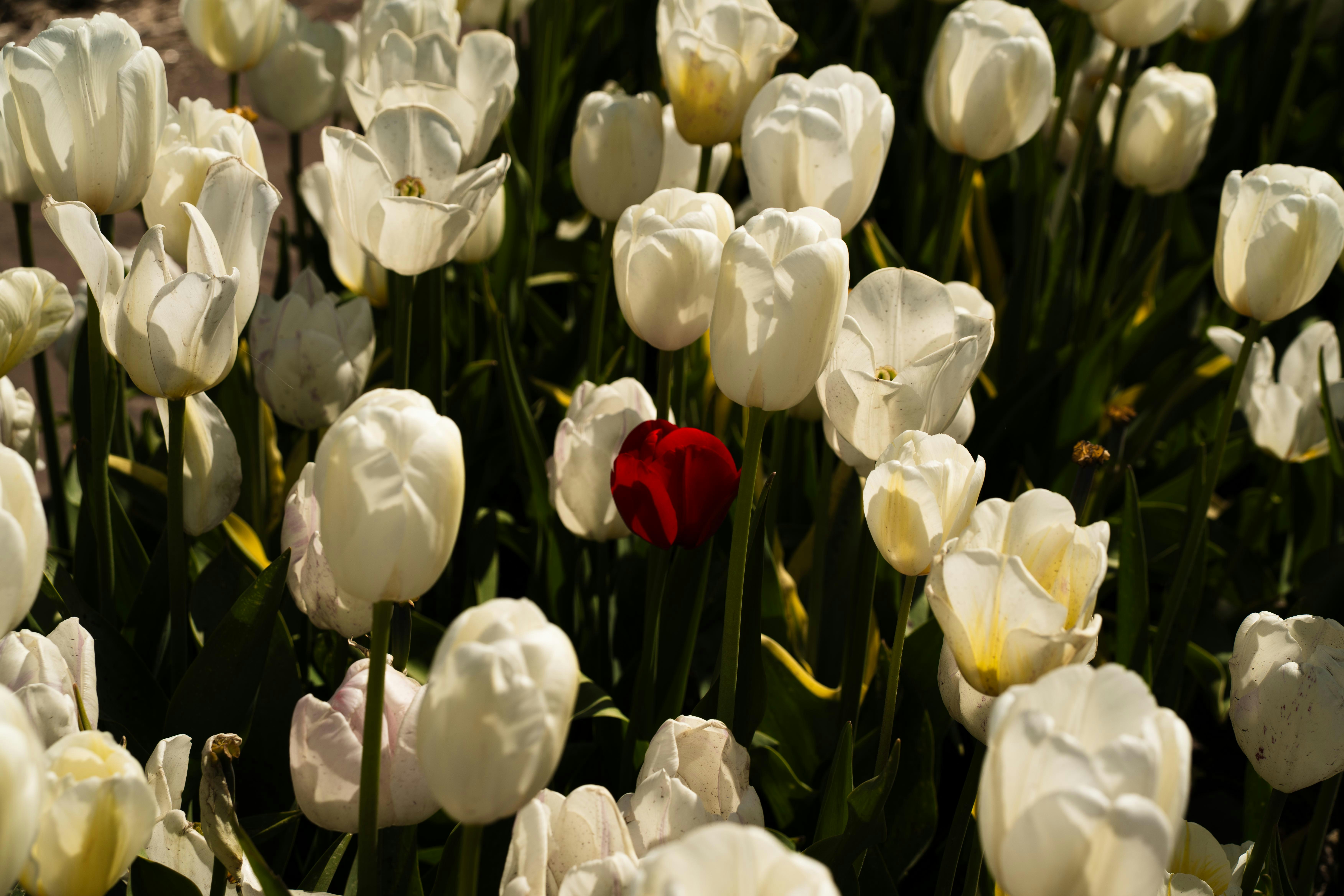 A single red tulip amidst a field of ivory blossoms