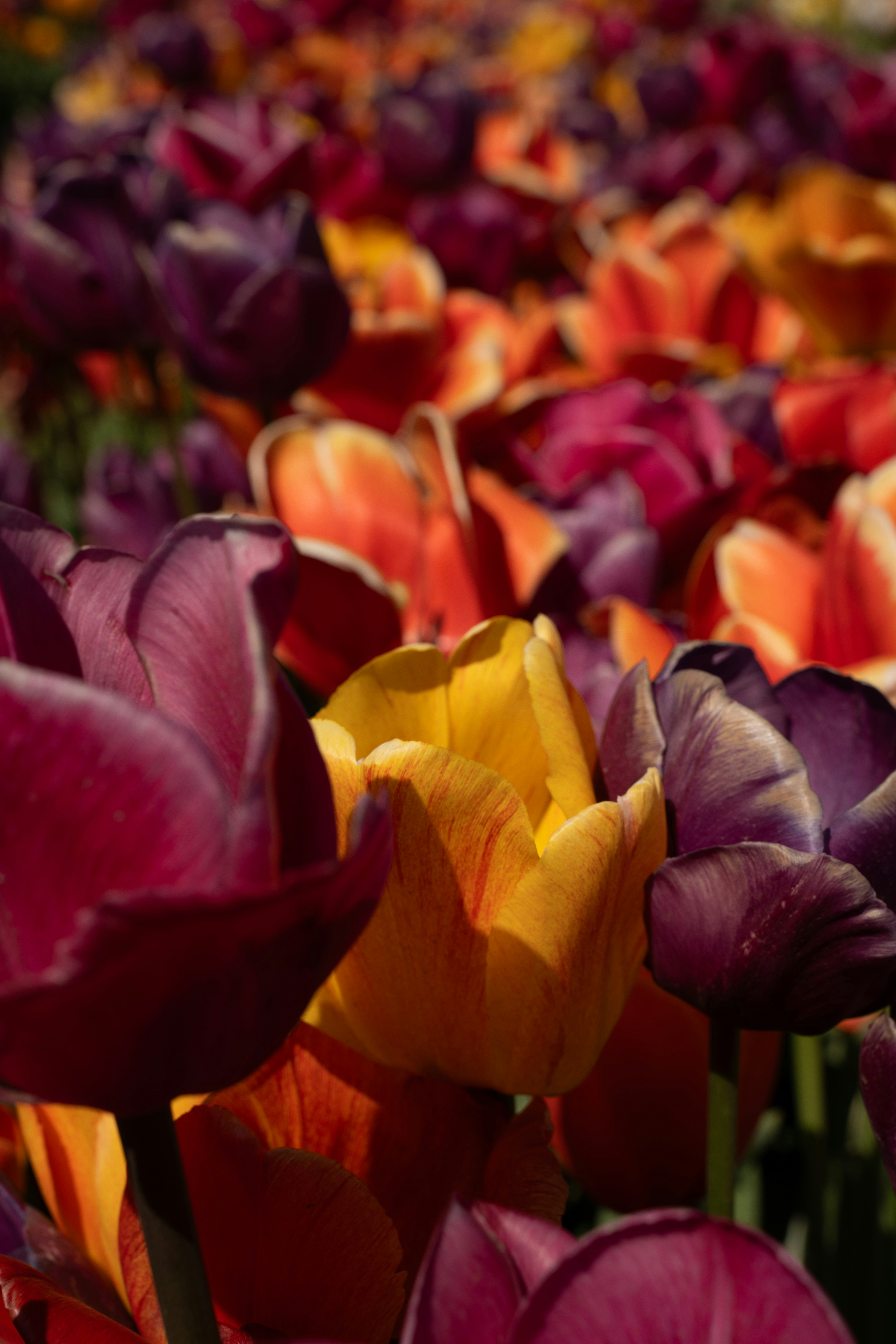 Sunlit Tulip Portrait: A Burst of Purple, Yellow, and Orange