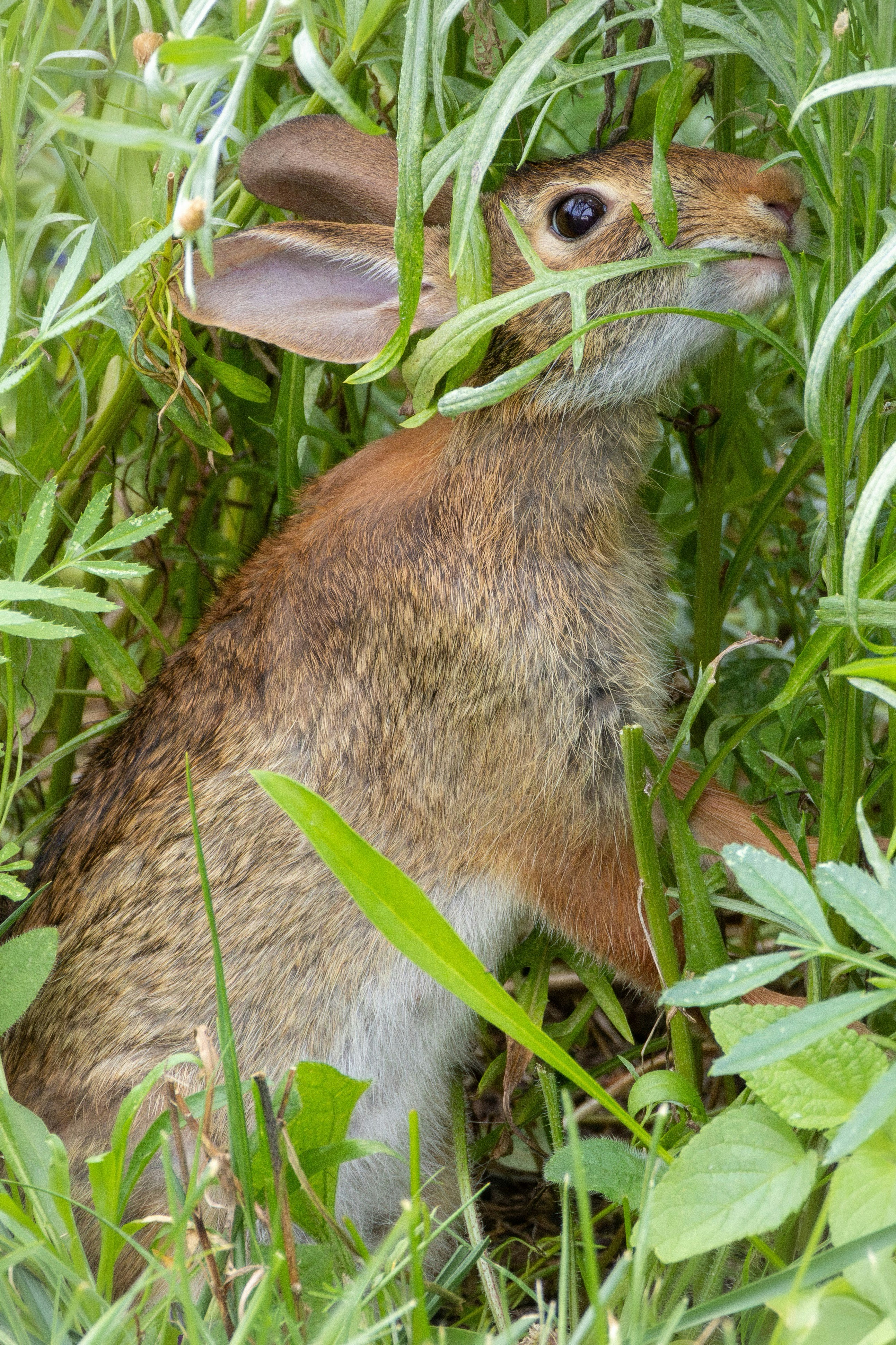 Hidden Peak: A curious rabbit peering through a meadow of green
